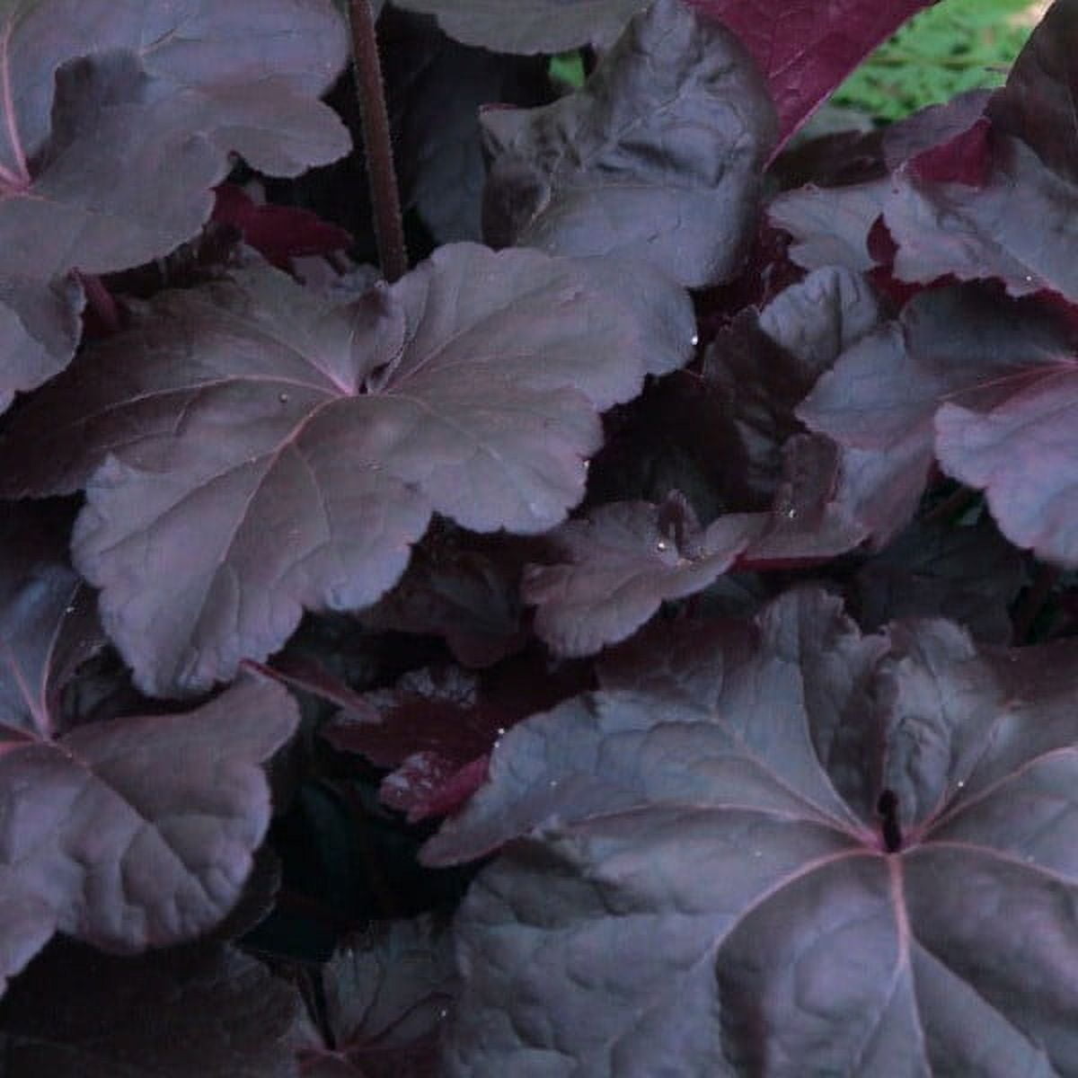 Sacred Roots Nursery, Heuchera 'Obsidian' Shade Perennial, Coral Bells ...