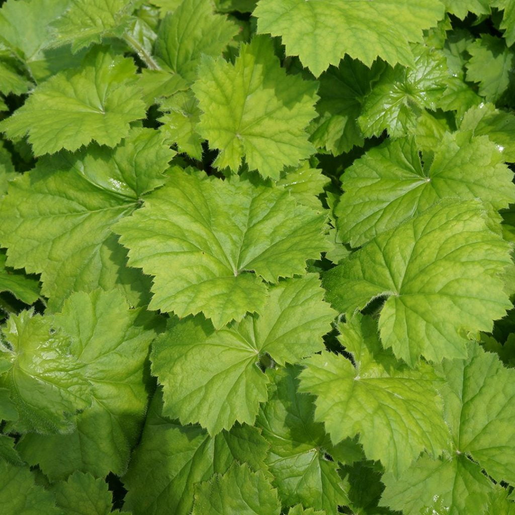 Heuchera v. 'Autumn Bride' - Coral Bells - Live Starter Plant - Walmart.com