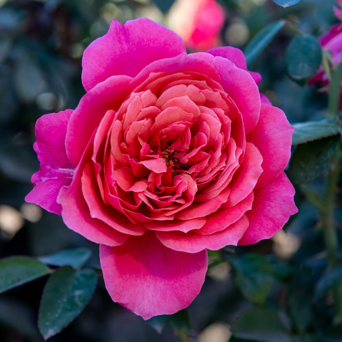 Heavenly Scented Hybrid Tea Rose Bush Potted Flowering Shrub, in a 3 ...