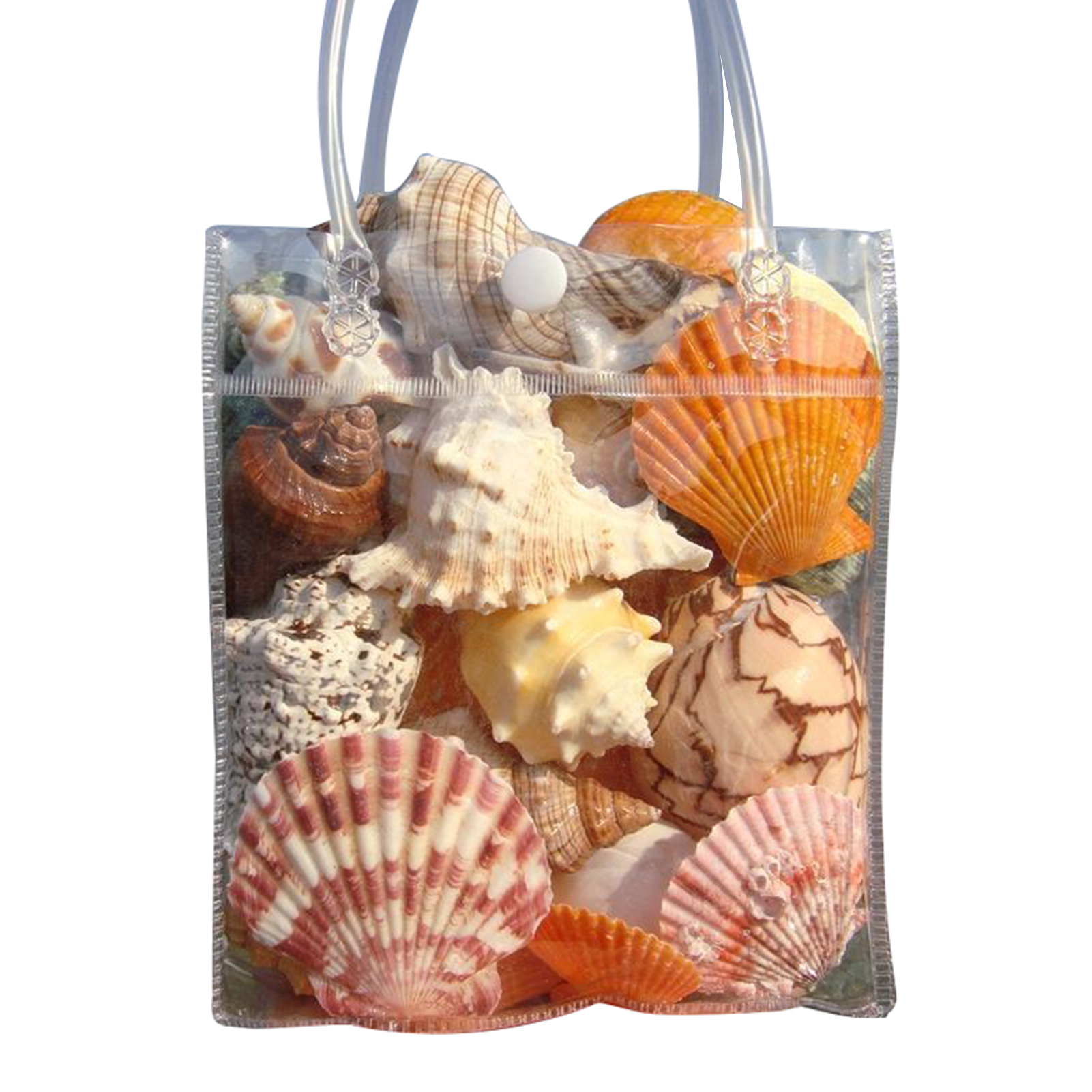 Hevirgo 1 Bag Natural Seashells Mixed Ocean Shells Starfish Conch ...