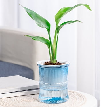 Tuitoonm Transparent Hydroponic Small Potted Plant Pots Indoor Living ...