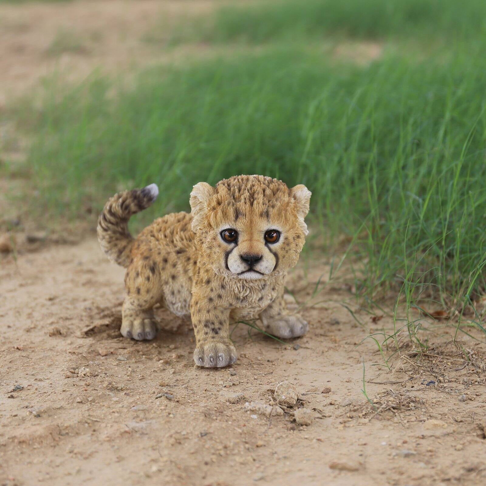 Baby Cheetah Pictures