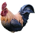 Hi-Line Gift Ltd Rooster Squatting - Walmart.com