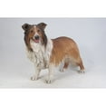 Hi-Line Gifts 31.25" Collie Dog Outdoor Garden Statue - Walmart.com