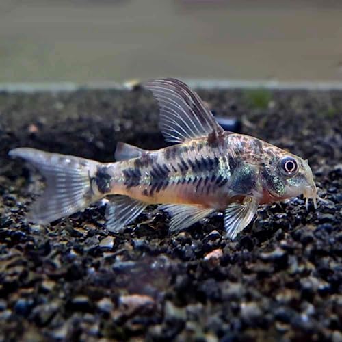 HiFin Paleatus Peppered Cory Catfish (Pack of 6 Fish) - Live Fish for ...