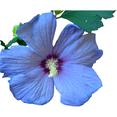 Hibiscus Azurri Blue Satin Shrub – 2 Gallon Potted Plant, Blue Blooms ...