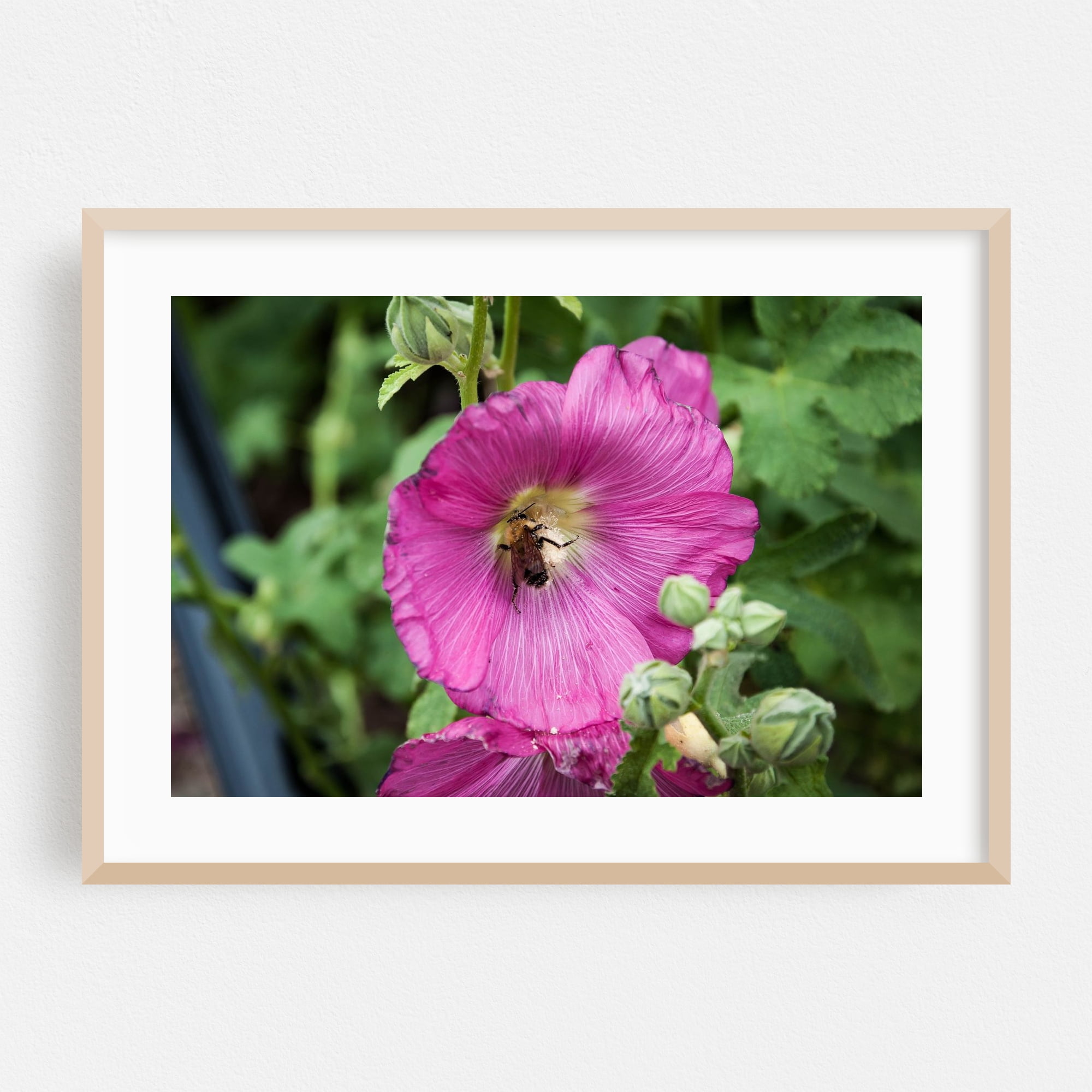 Hibiscus Bloom with Bee - Harpers Ferry West Virginia Photography ...