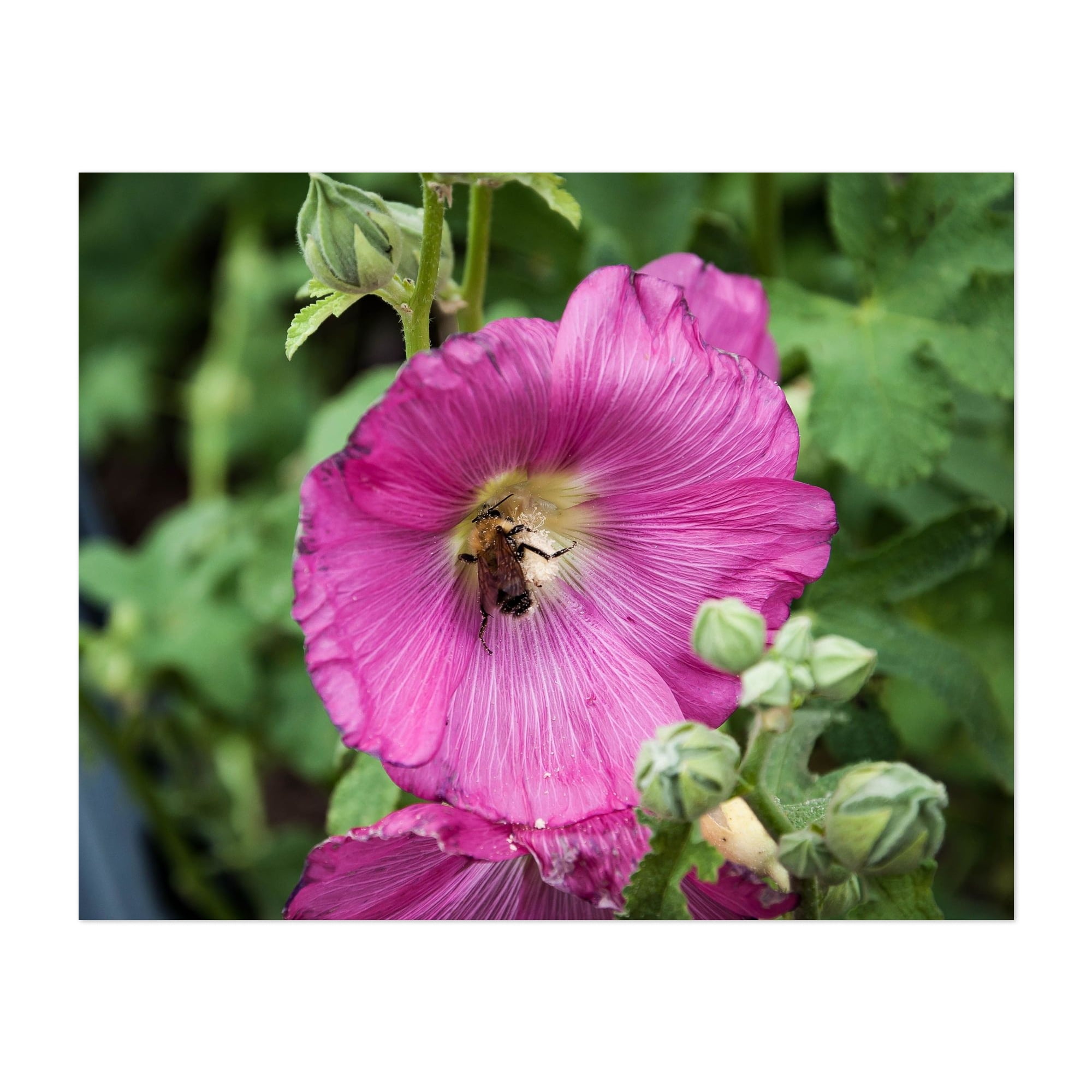 Hibiscus Bloom with Bee - Harpers Ferry West Virginia Photography ...