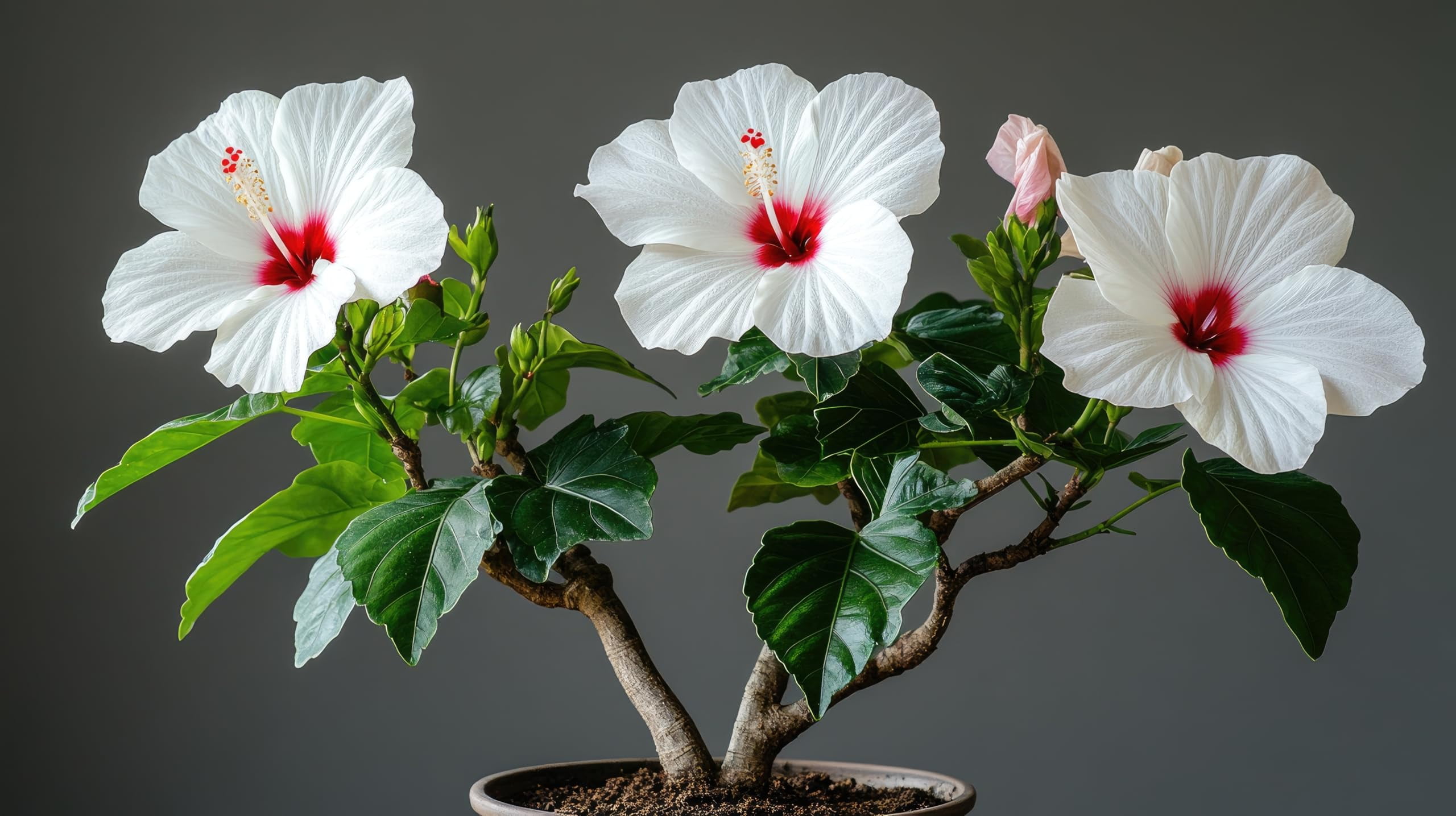 Hibiscus Bonsai Tree Seeds for Planting (50 Seeds) - Rose of Sharon ...