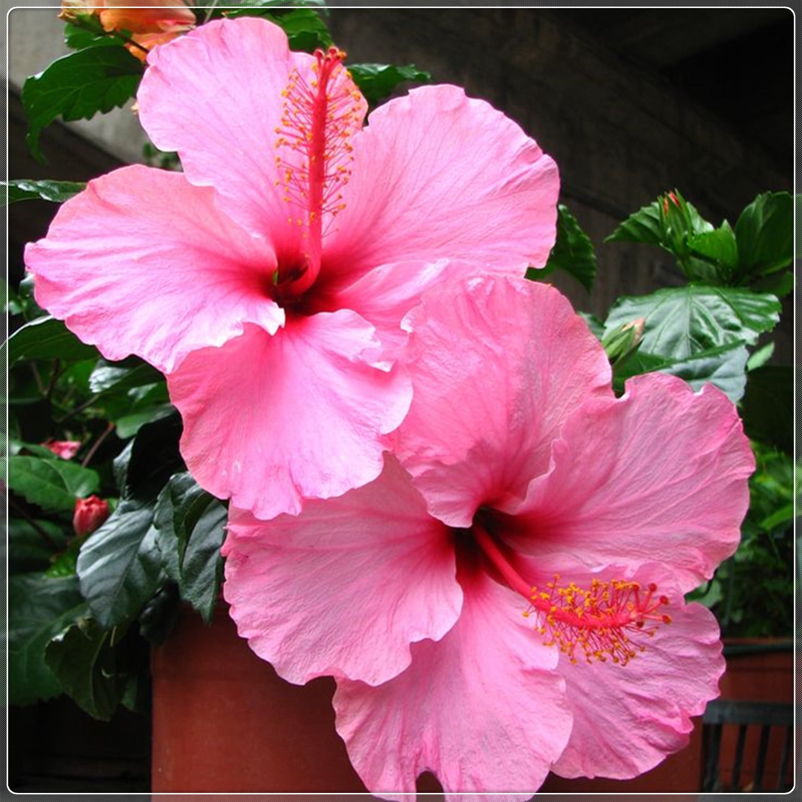 Hibiscus Bulb, Large Flowers,Giant Hibiscus,Four-Season Plants ...