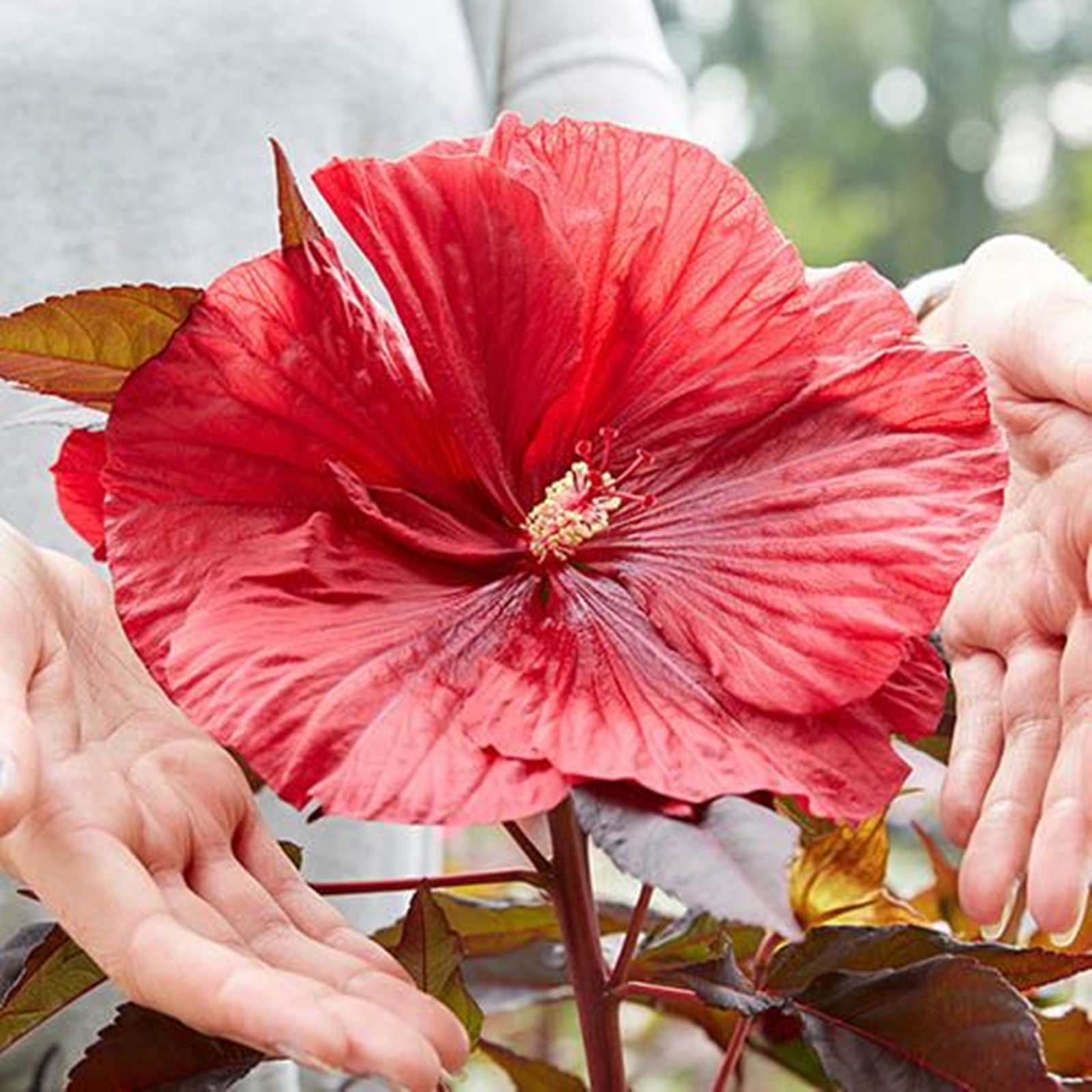 Hibiscus Bulb, Large Flowers,Giant Hibiscus,Hibiscus Plants,Four-Season ...