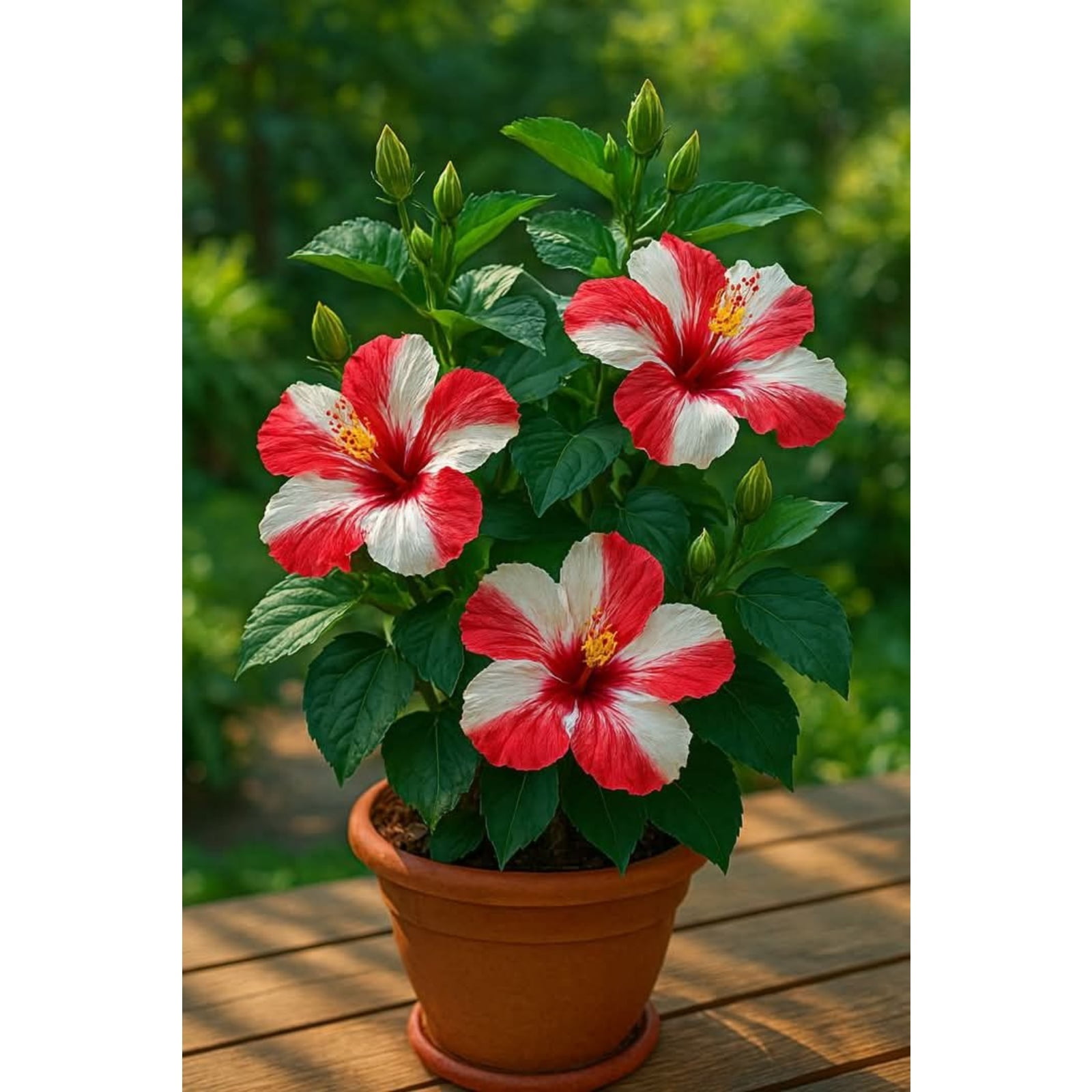 Hibiscus-Bulbs For Planting - Garden Elegance Decoration - Premium ...