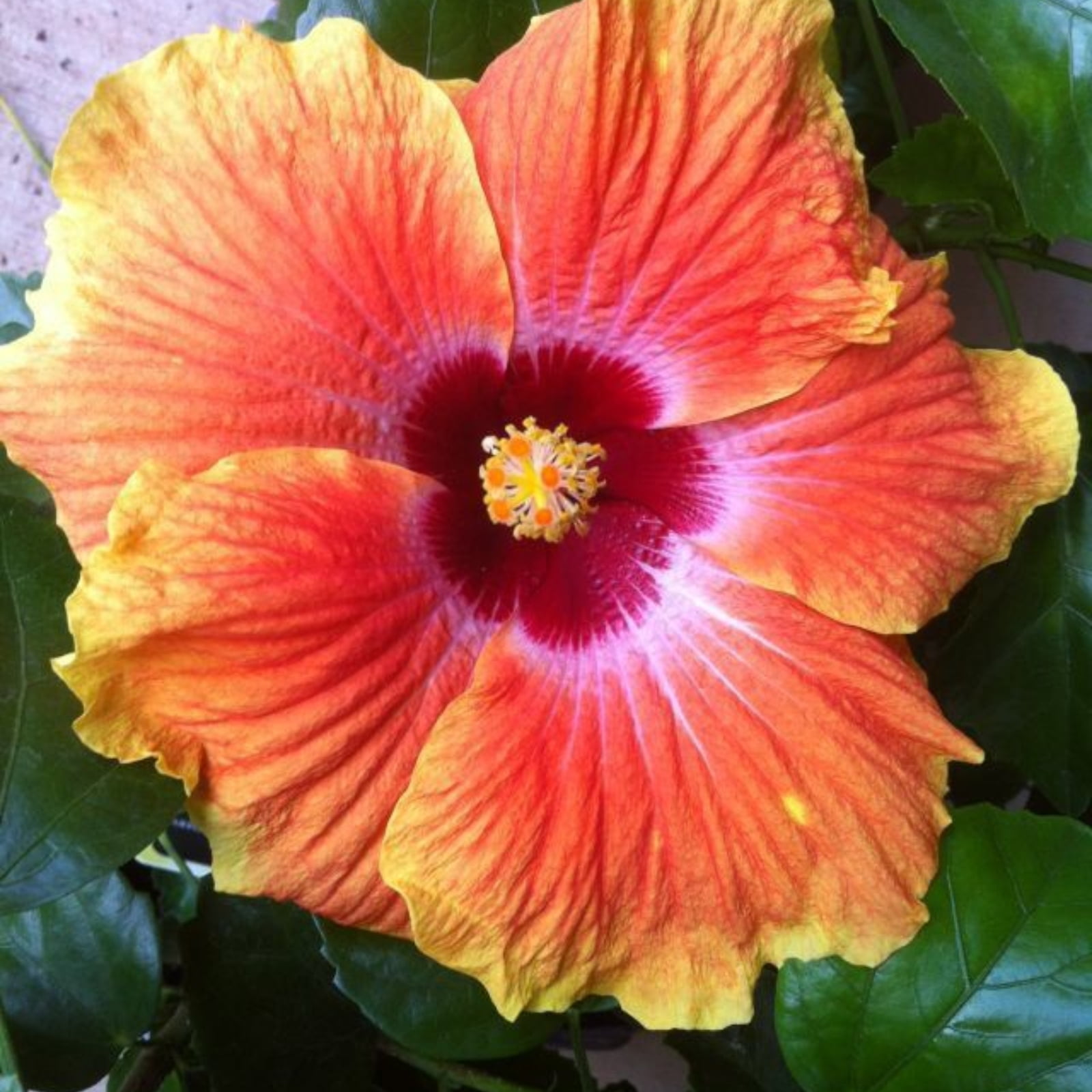 Hibiscus Bulbs Hibiscus Is A Perennial Plant Hibiscus Has Double ...