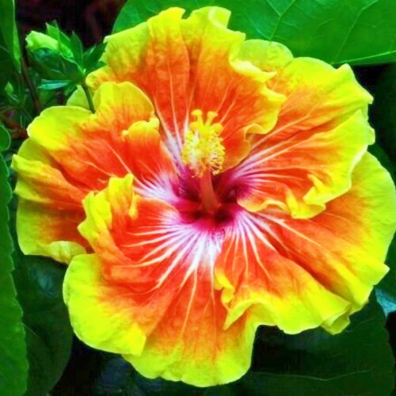 Hibiscus-Bulbs-Simple to Grow-Home Decoration for Planting Now-Premium ...