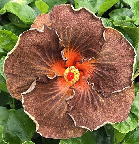 Hibiscus Cajun Color Live Plant Tropical Flowering Shrub Black Jack ...