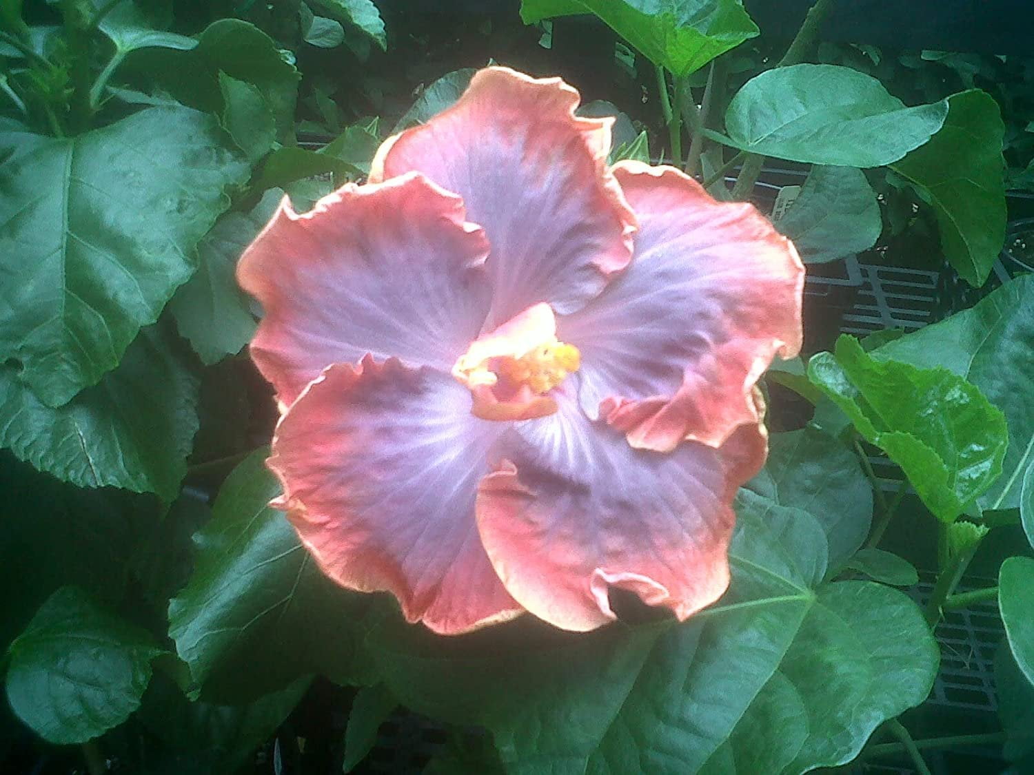 Hibiscus Cajun Color Creole Lady, Starter Plant - Walmart.com