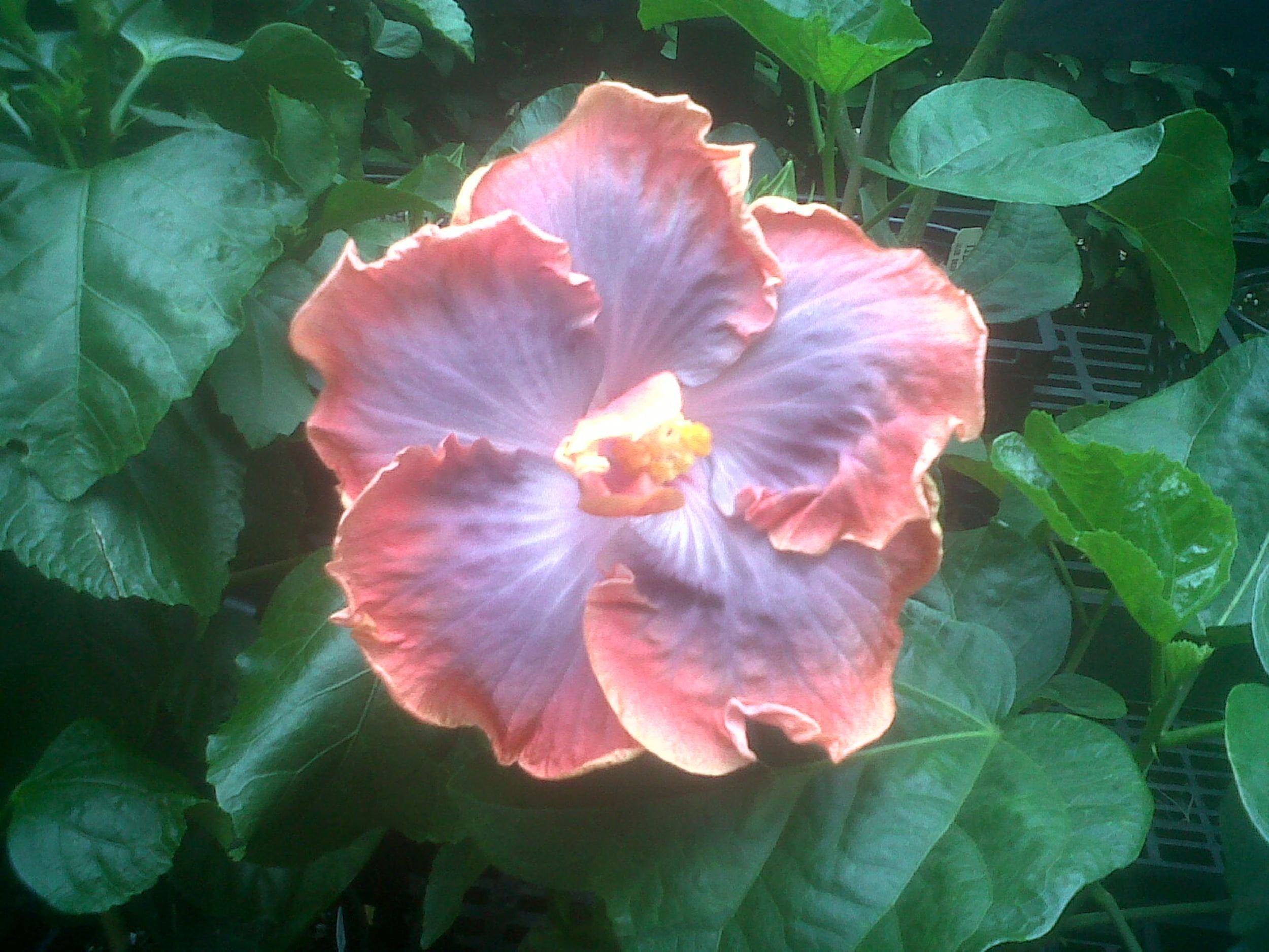Hibiscus Cajun Color Creole Lady, Starter Plant - Walmart.com