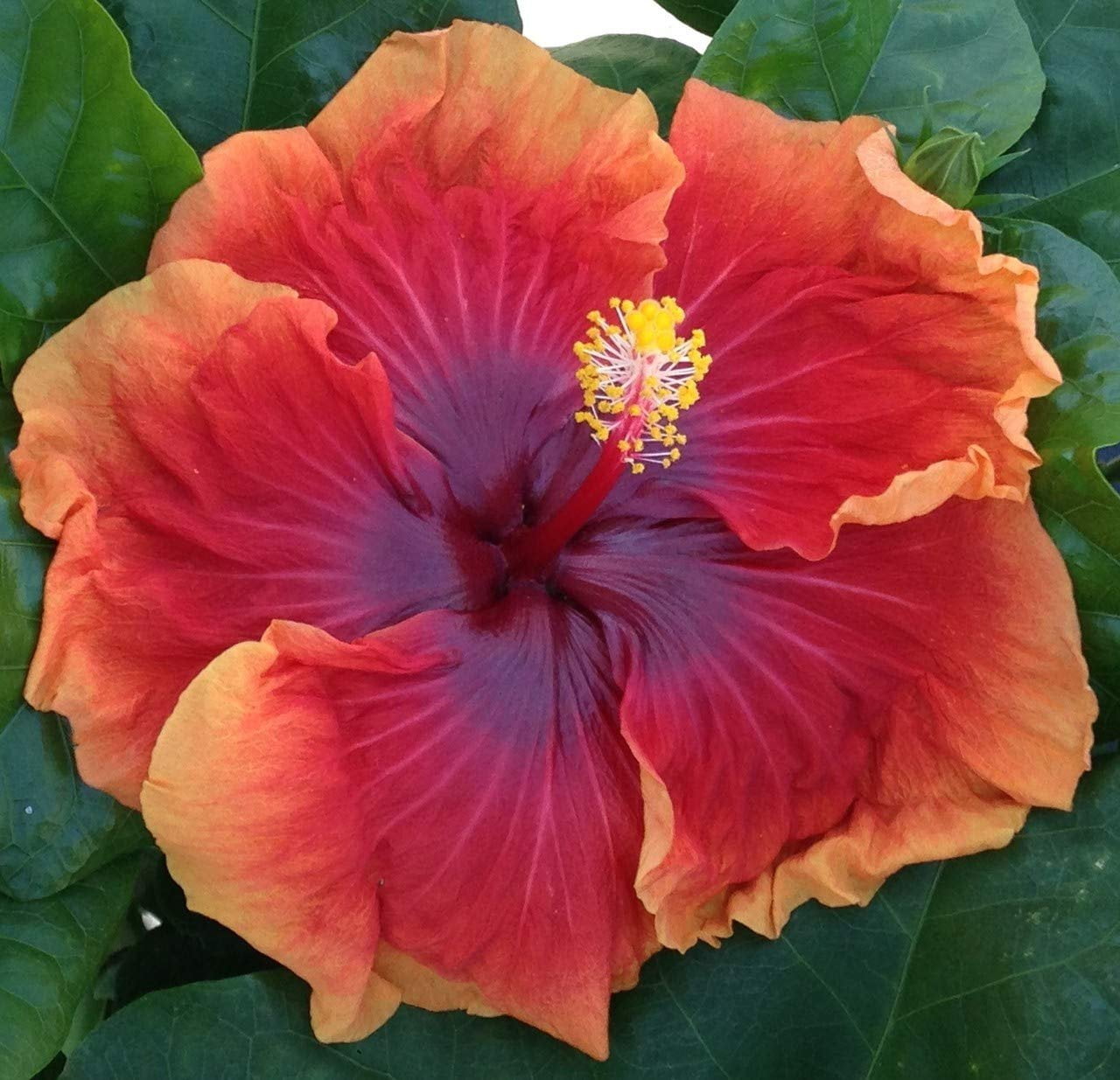 Hibiscus Cajun Color Live Plant Tropical Flowering Shrub Imperial ...