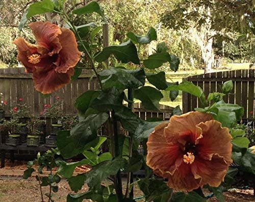 Hibiscus Cajun Color Live Tropical Plant Tropical Flowering Shrub ...