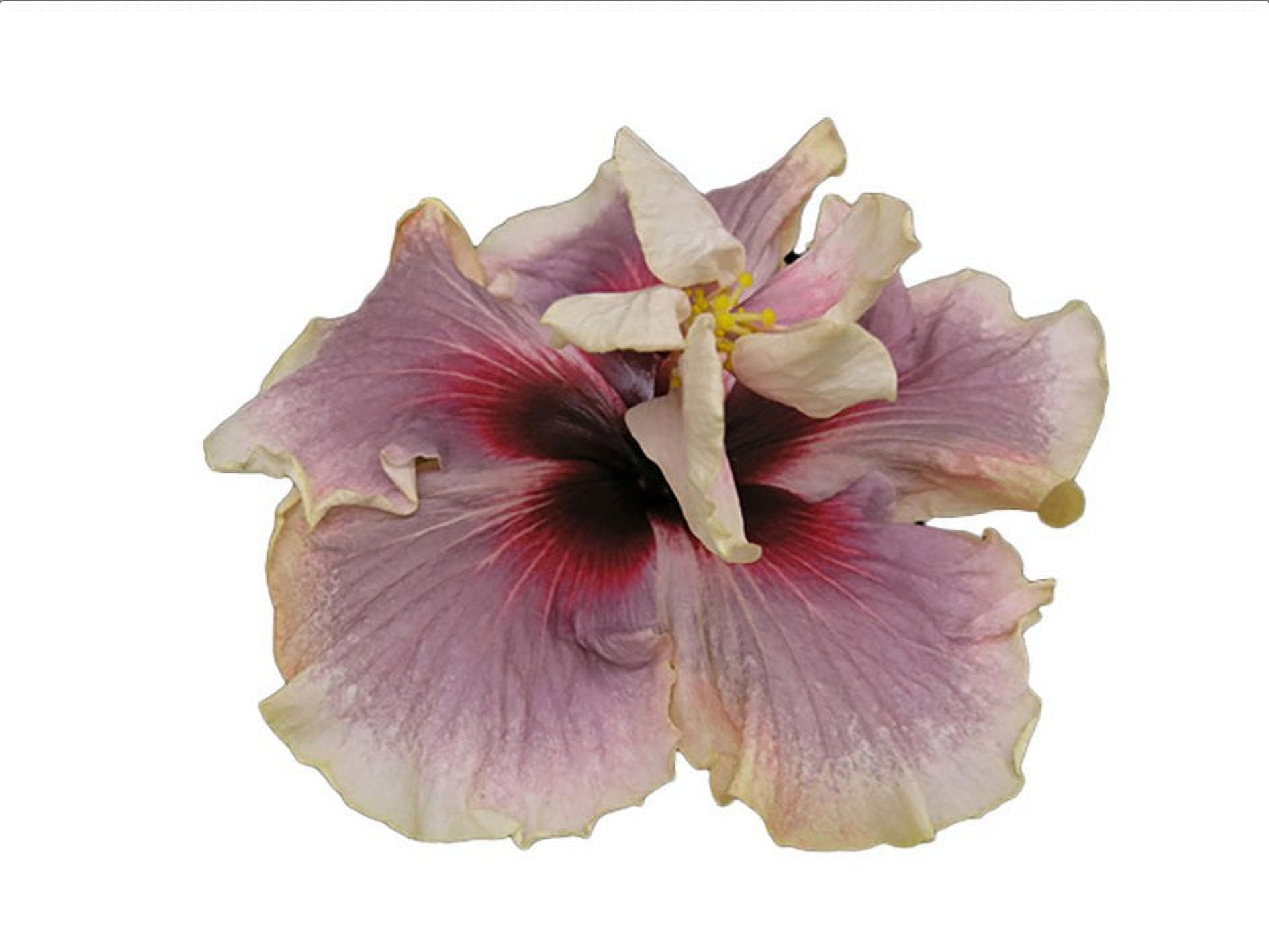 Hibiscus Cajun Color Madame Dupont, Starter Plant - Walmart.com