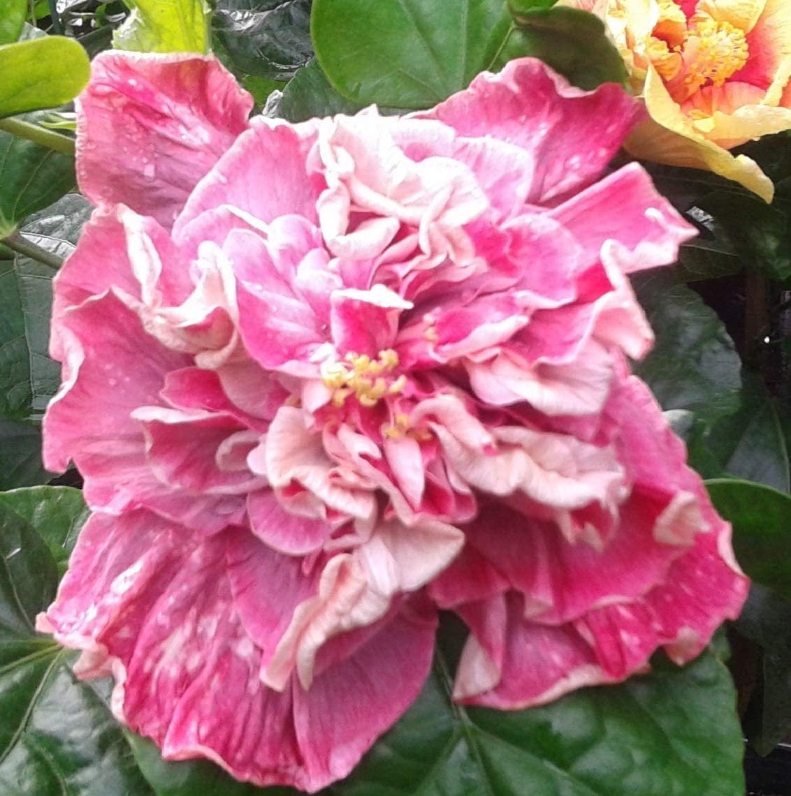 Hibiscus Cajun Color Magnifique, Starter Plant - Walmart.com