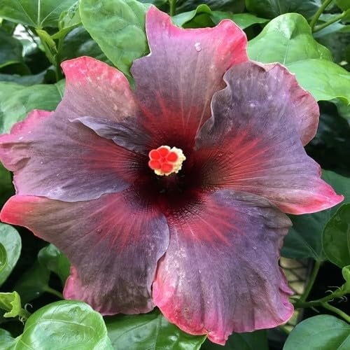 Hibiscus Cajun Color Rios Purple Sunset - Walmart.com