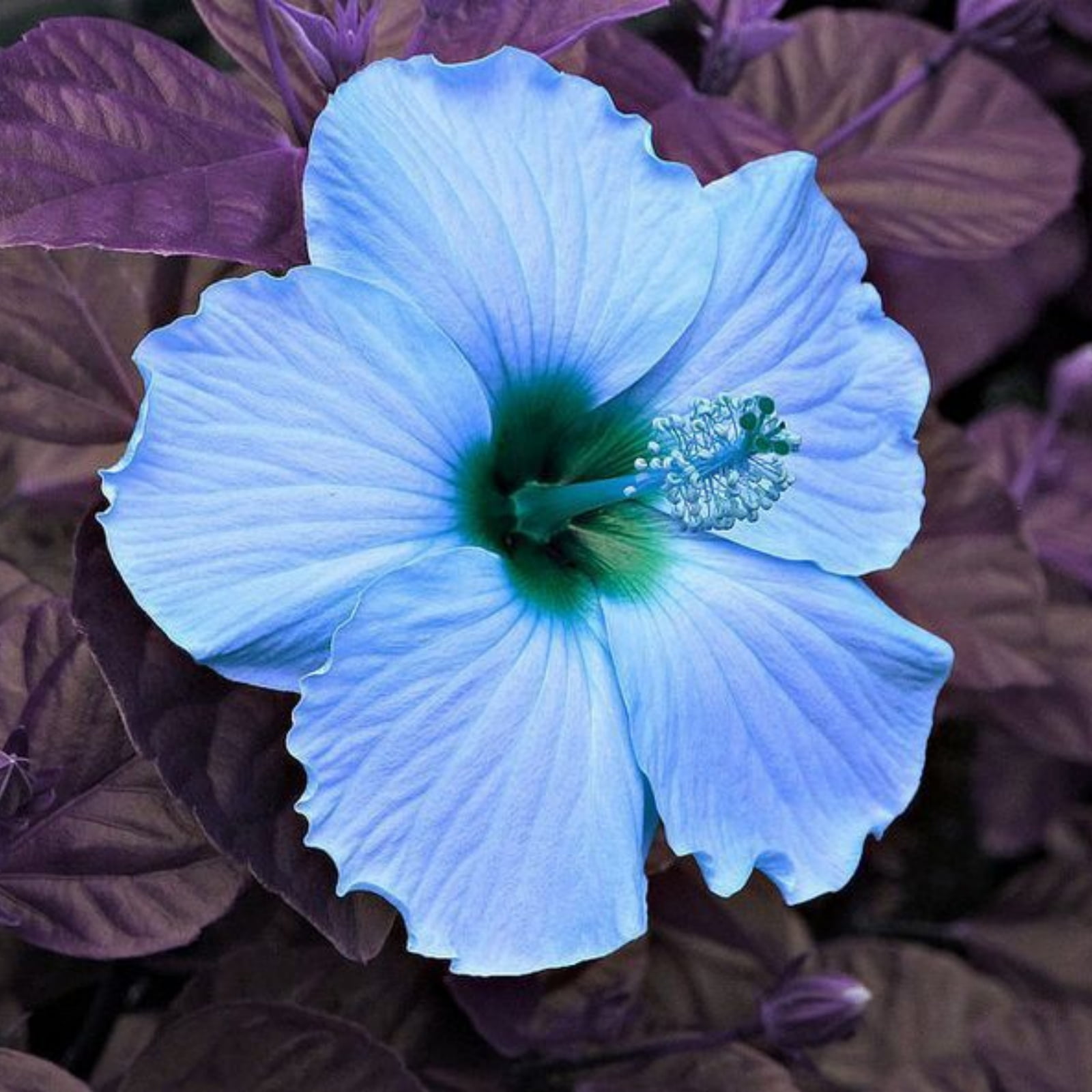 Hibiscus, Easy To Care Beautiful Festive Hibiscus Flowers, Hibiscus ...