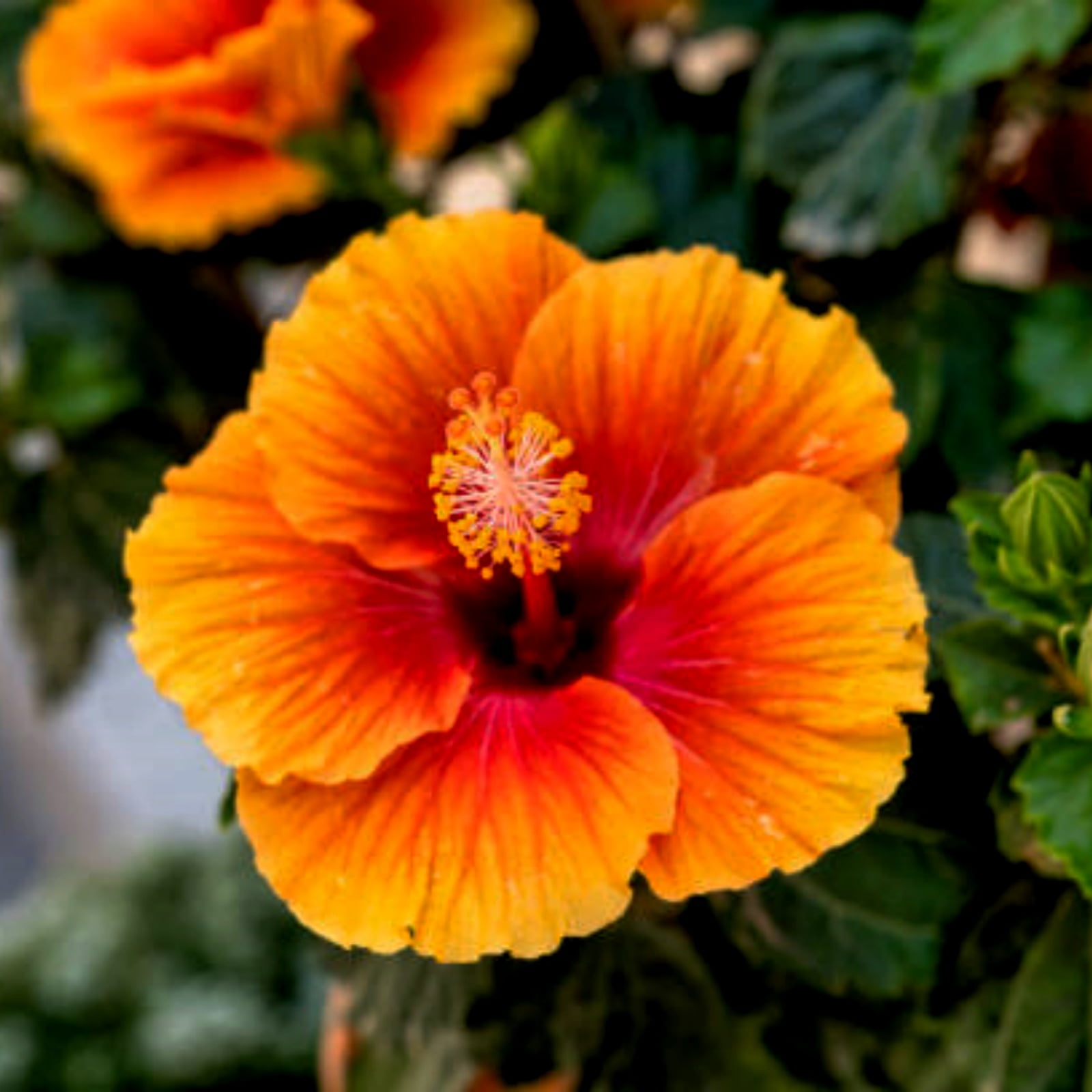 Hibiscus-Fast Growing/Beautifying the Garden - Walmart.com