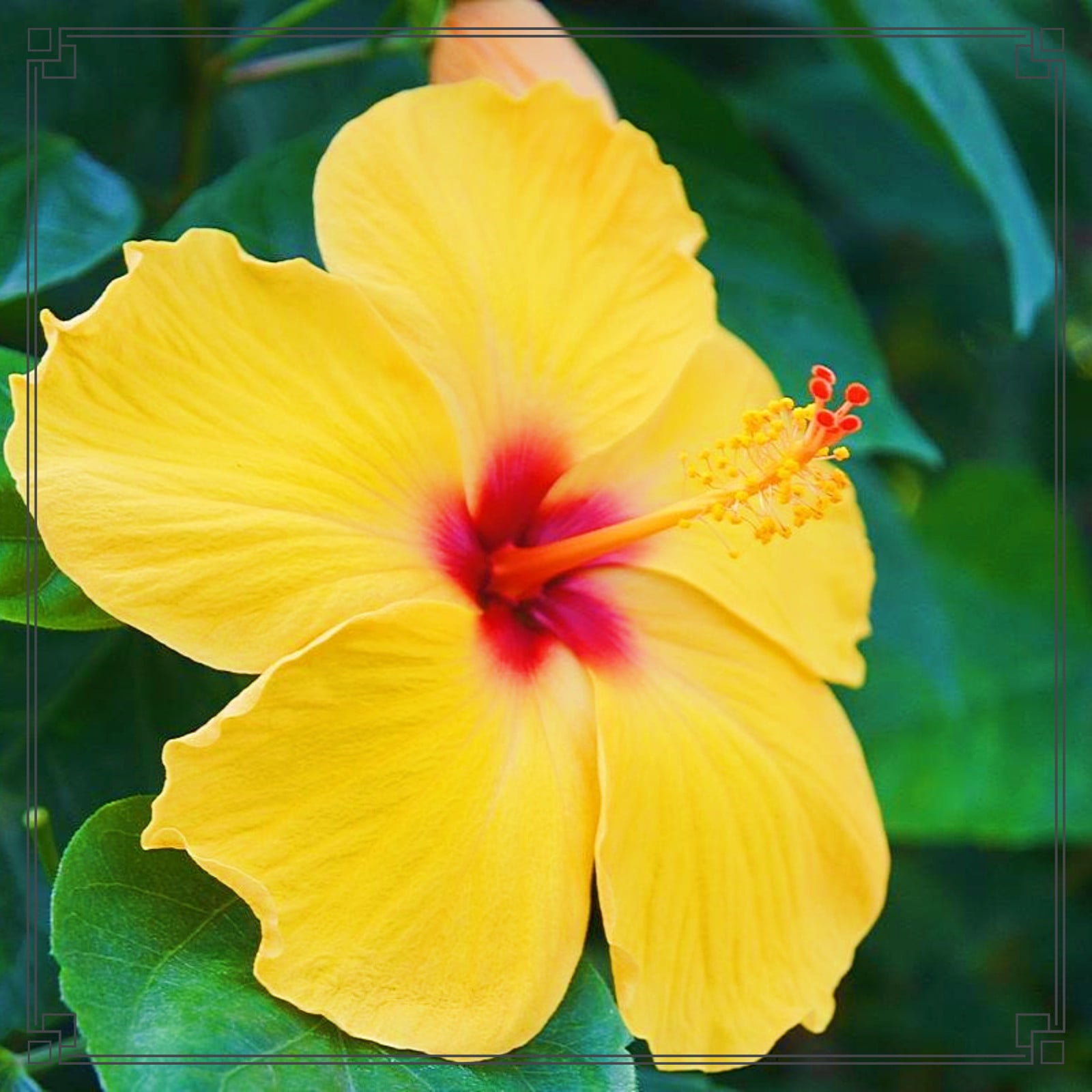 Hibiscus Flower Hibiscus Plants Hibiscus Plants For Sale Hibiscus Bulbs ...