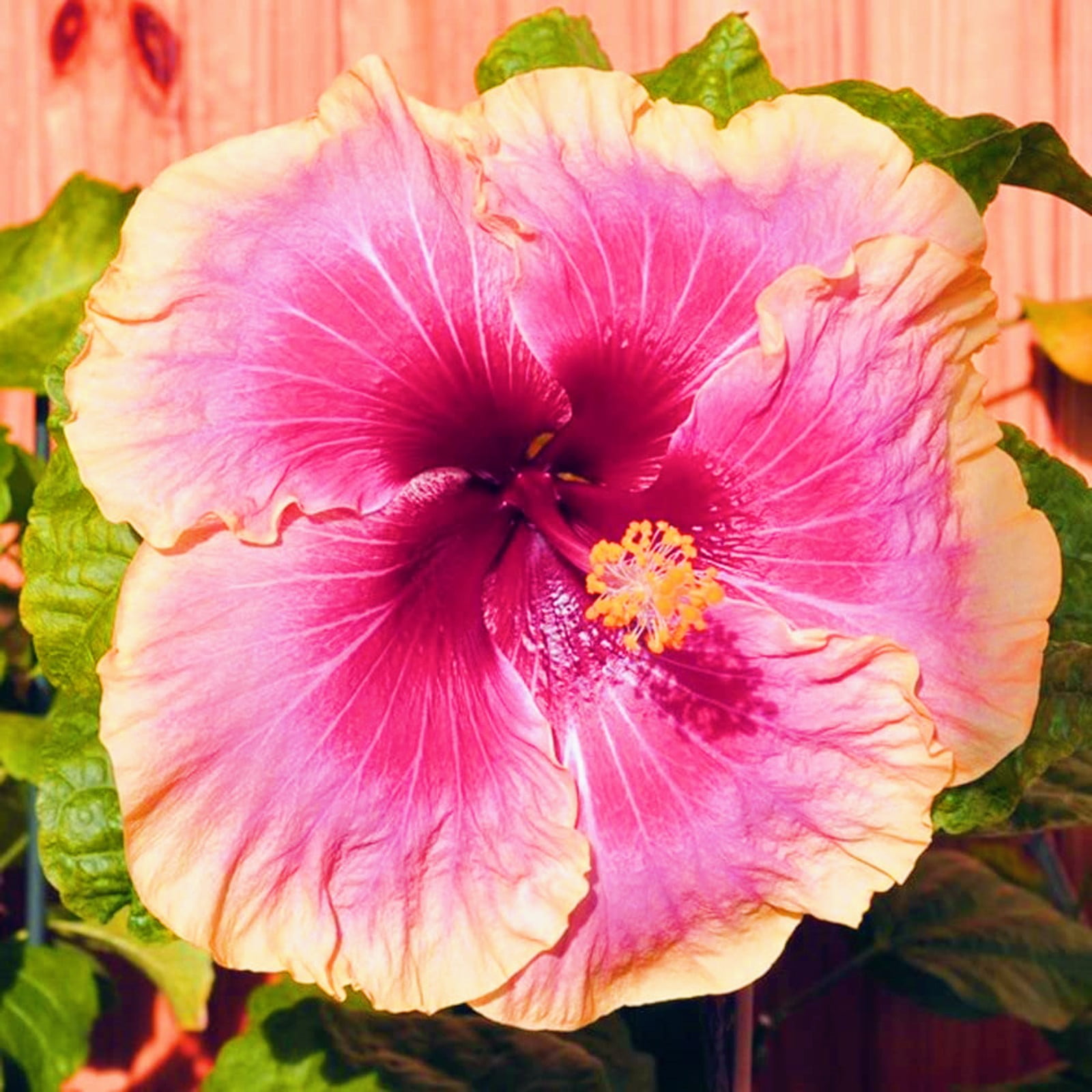 Hibiscus Flower Hibiscus Plants Hibiscus Plants For Sale Hibiscus Bulbs ...