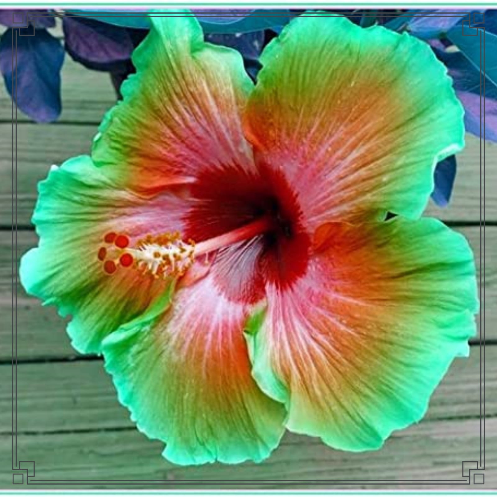 Hibiscus Flower Hibiscus Plants Hibiscus Plants For Sale Hibiscus Bulbs ...