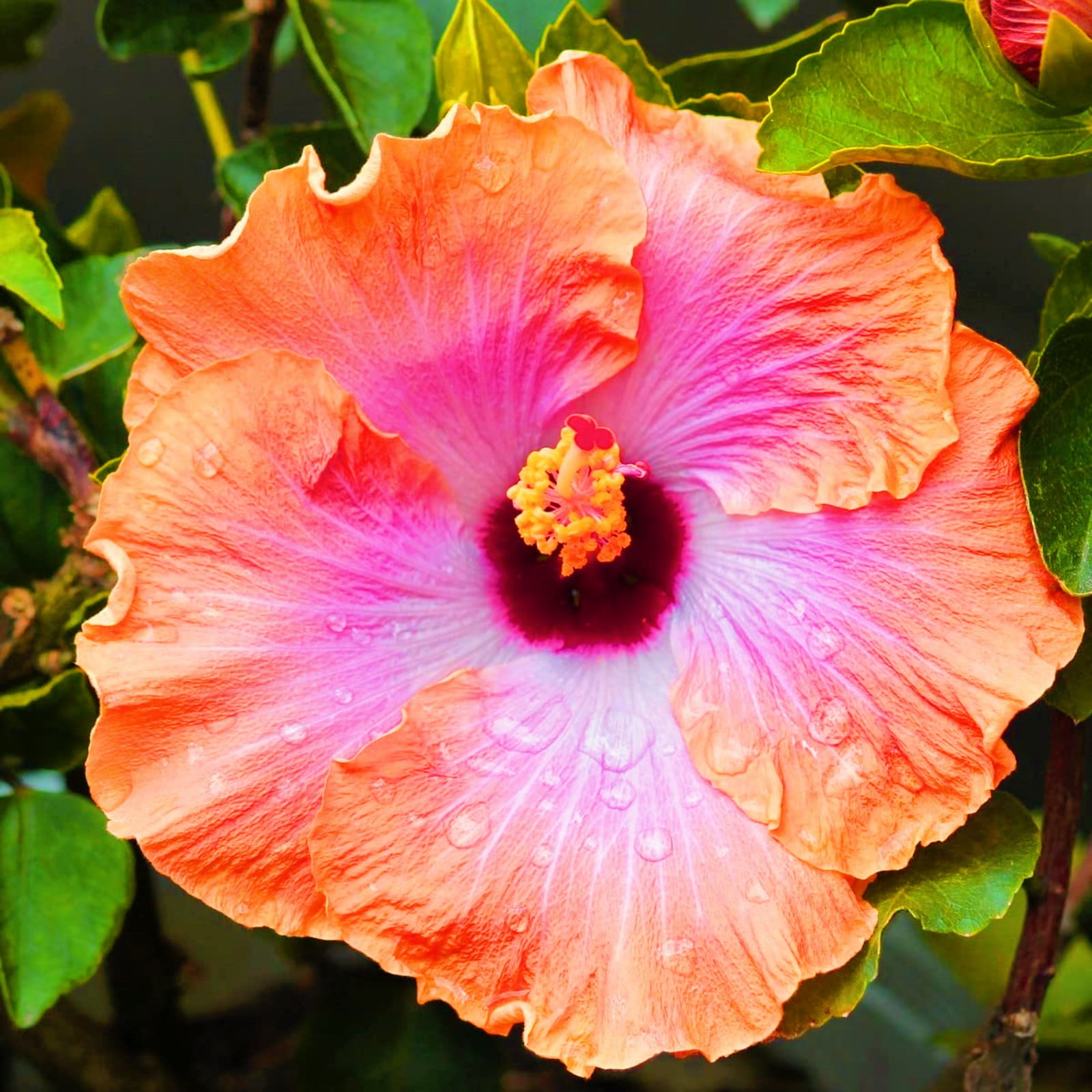 Hibiscus Flower Hibiscus Plants Hibiscus Plants For Sale Hibiscus Bulbs ...