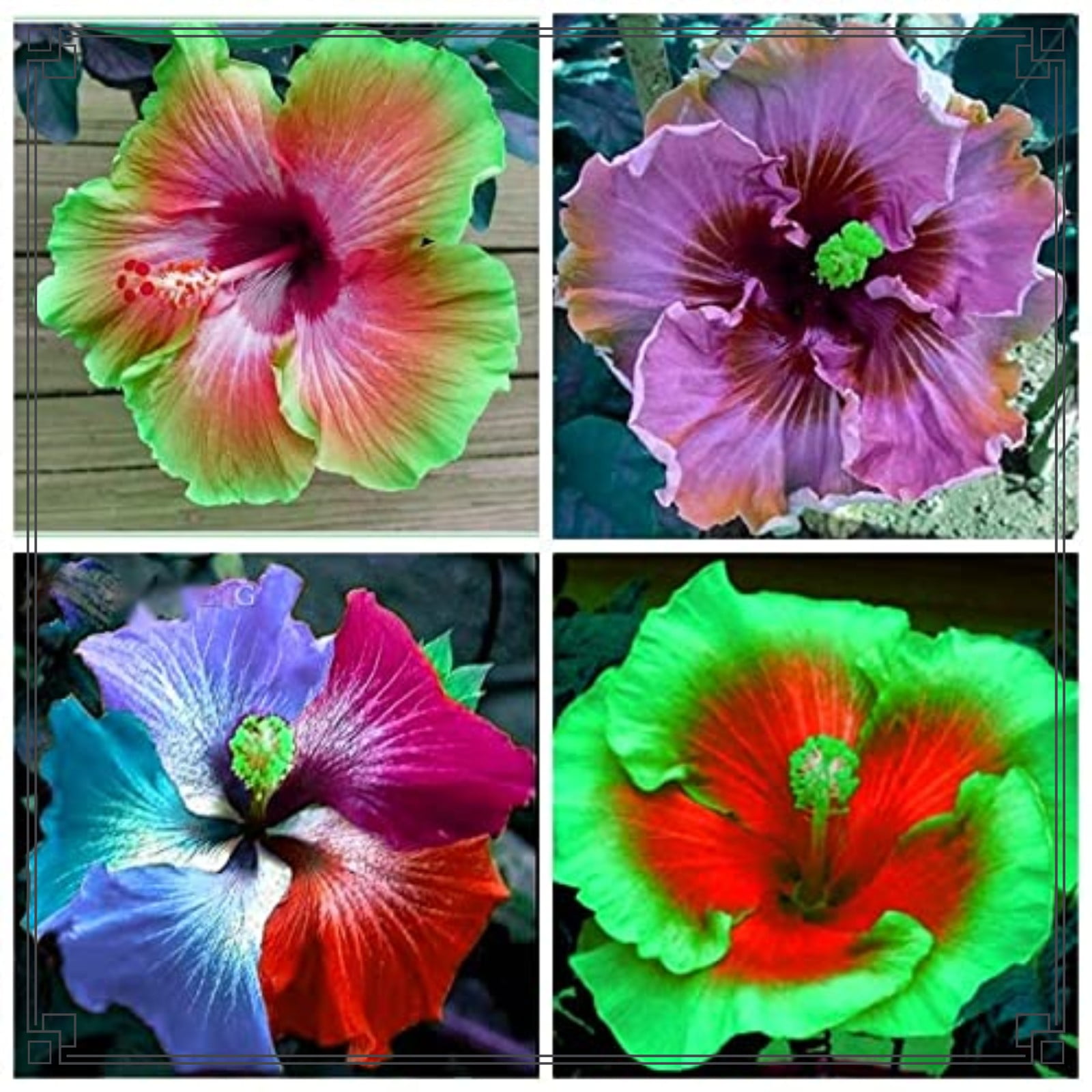 Hibiscus Flower Hibiscus Plants Hibiscus Plants For Sale Hibiscus Bulbs ...
