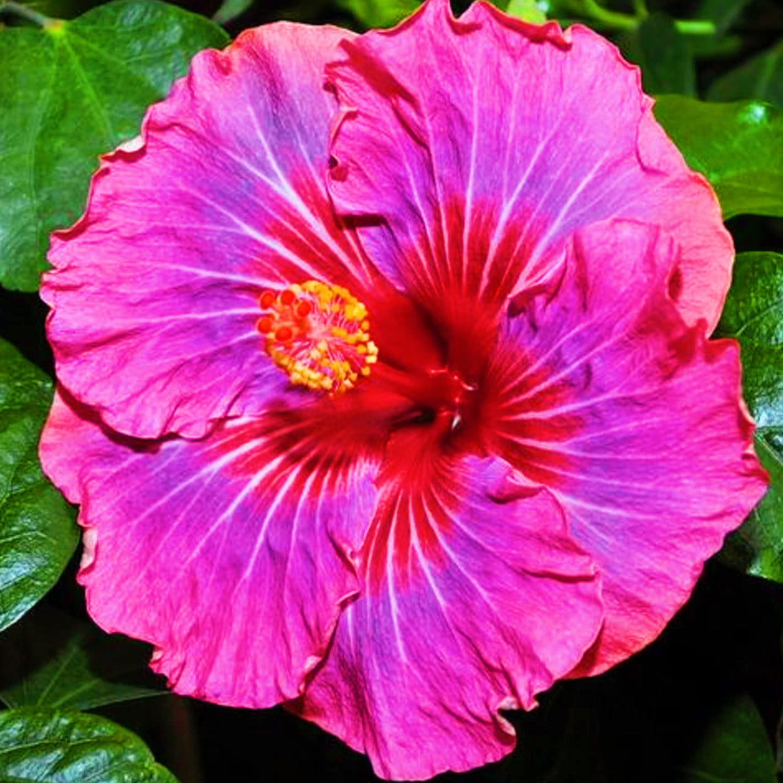 Hibiscus Flower Hibiscus Plants Hibiscus Plants For Sale Hibiscus Bulbs ...