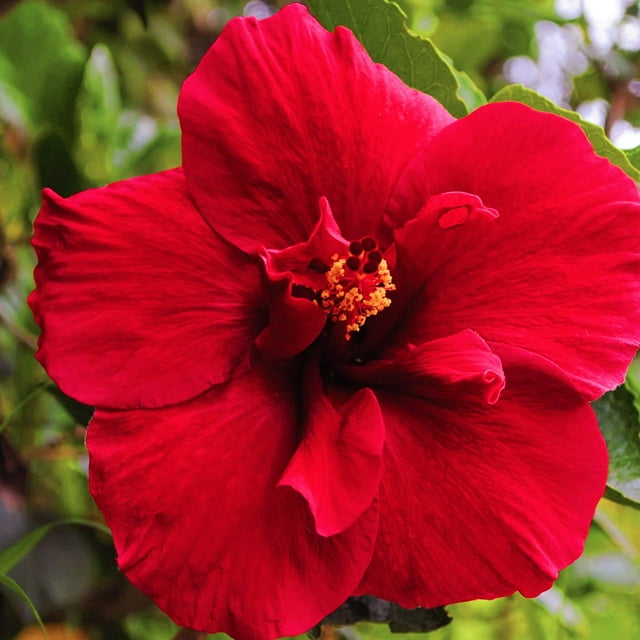 Hibiscus Flower Hibiscus Plants Hibiscus Plants For Sale Hibiscus Bulbs ...