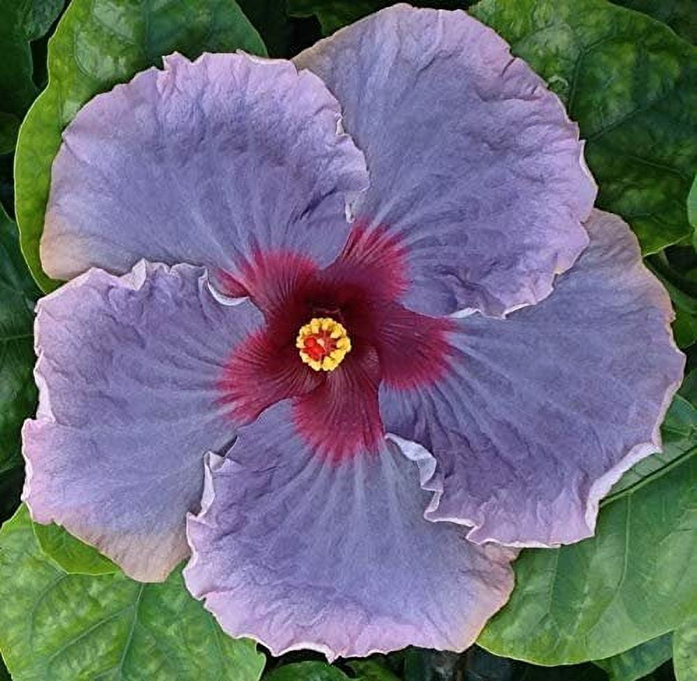 Cajun Color Blue Jean Baby Hibiscus Flower Shrub Starter Plant from ...
