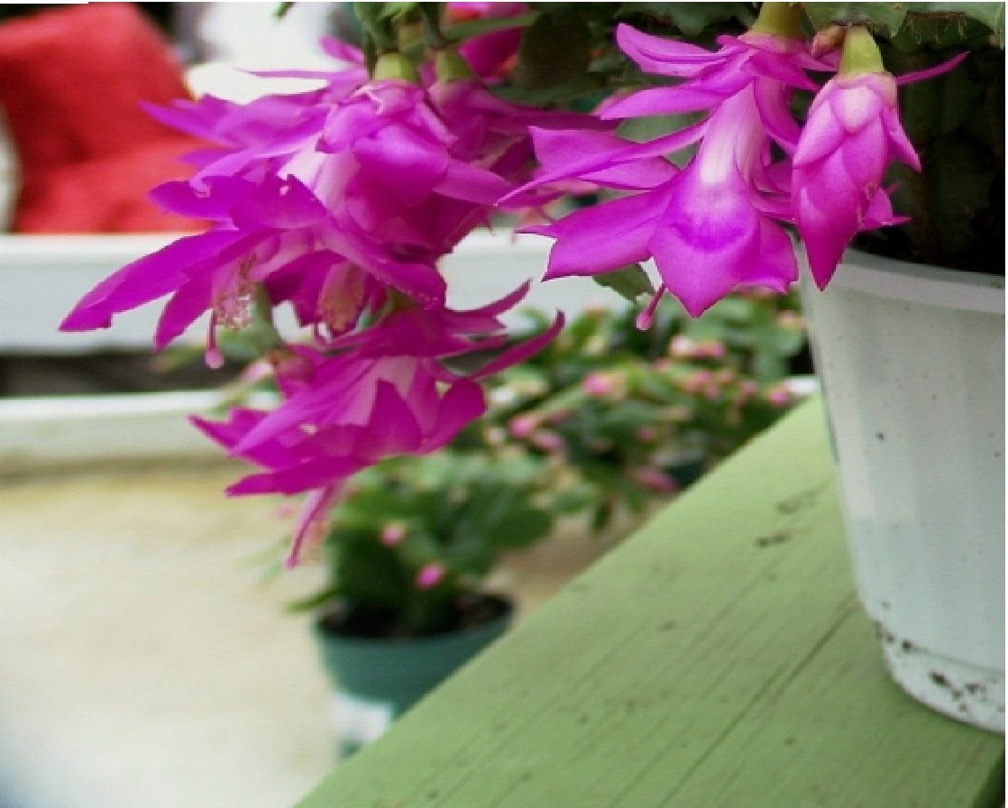 Hibiscus Flower Shrub, Cajun Color Creole Darlin, Starter Plant ...