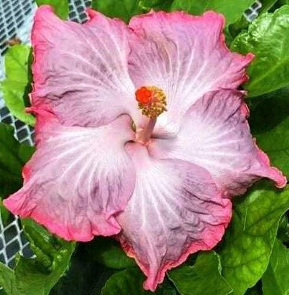 Hibiscus Flower Shrub, Cajun Color Swamp Cloud, Starter Plant - Walmart.com