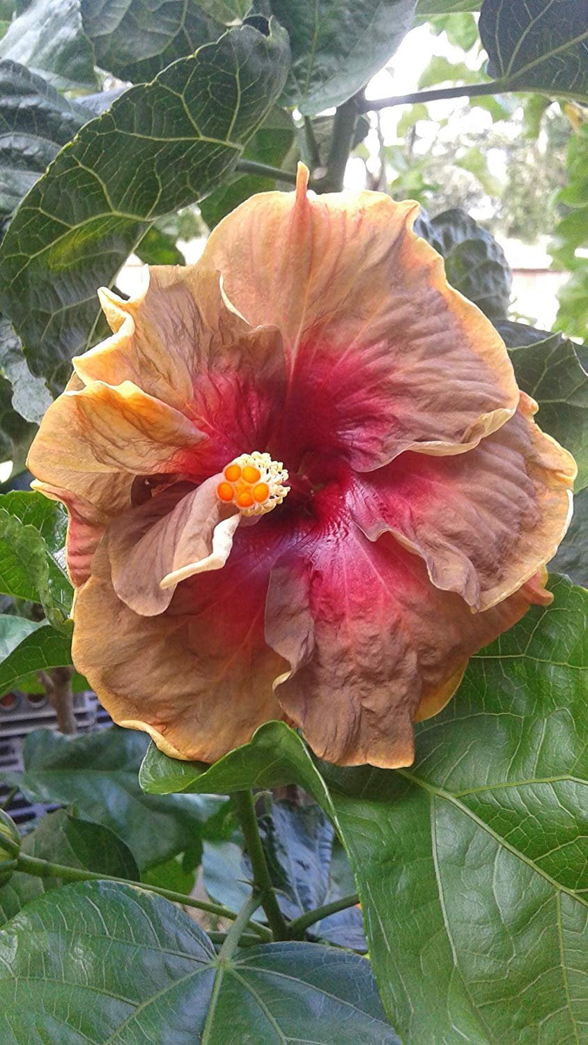 Cajun Color Voodoo Magic Hibiscus Flower Shrub, Starter Plant with ...