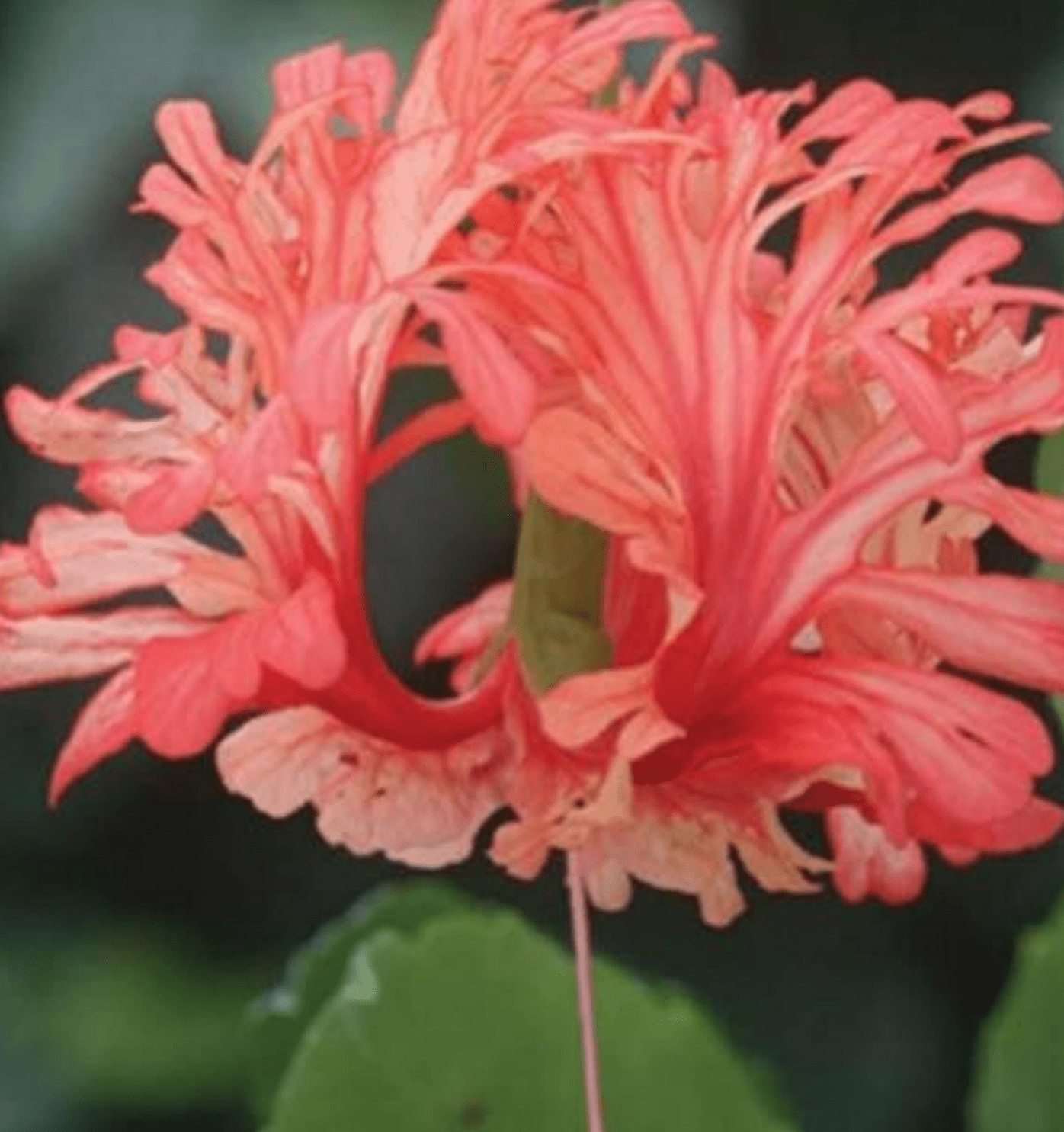 Hibiscus ‘Japanese Lantern’, Hibiscus schizopetalus live plant, 1 Count ...