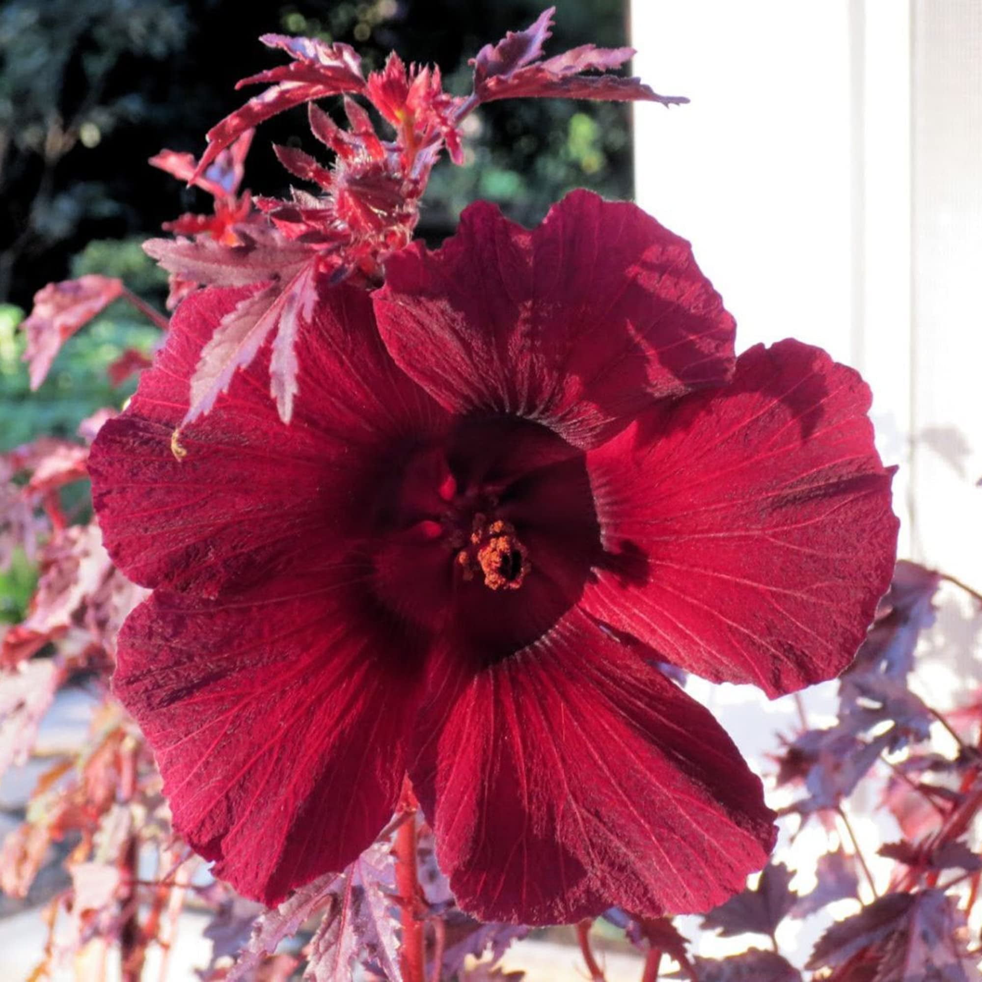 Hibiscus 'Mahogany Splendor' FEV6 Seeds Red-Leaf Hibiscus Tropical ...