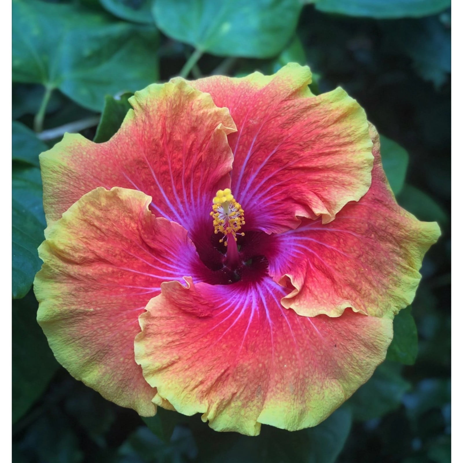 Hibiscus Plant Bulbs,Hibiscus Plant Perennial,Hibiscus Plant Bulbs For ...