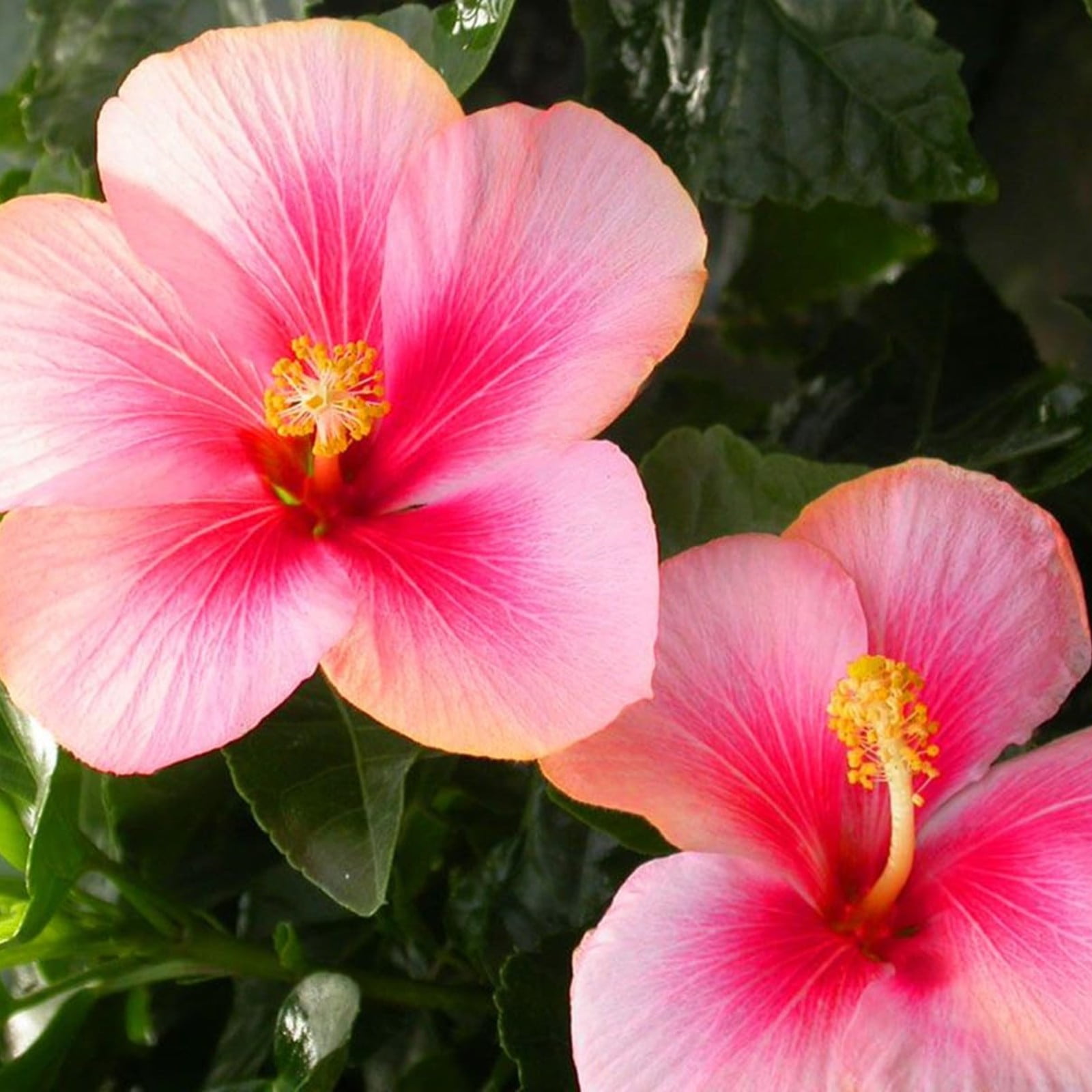 Hibiscus Plant Bulbs,Hibiscus Plant Perennial,Hibiscus Plants Live ...