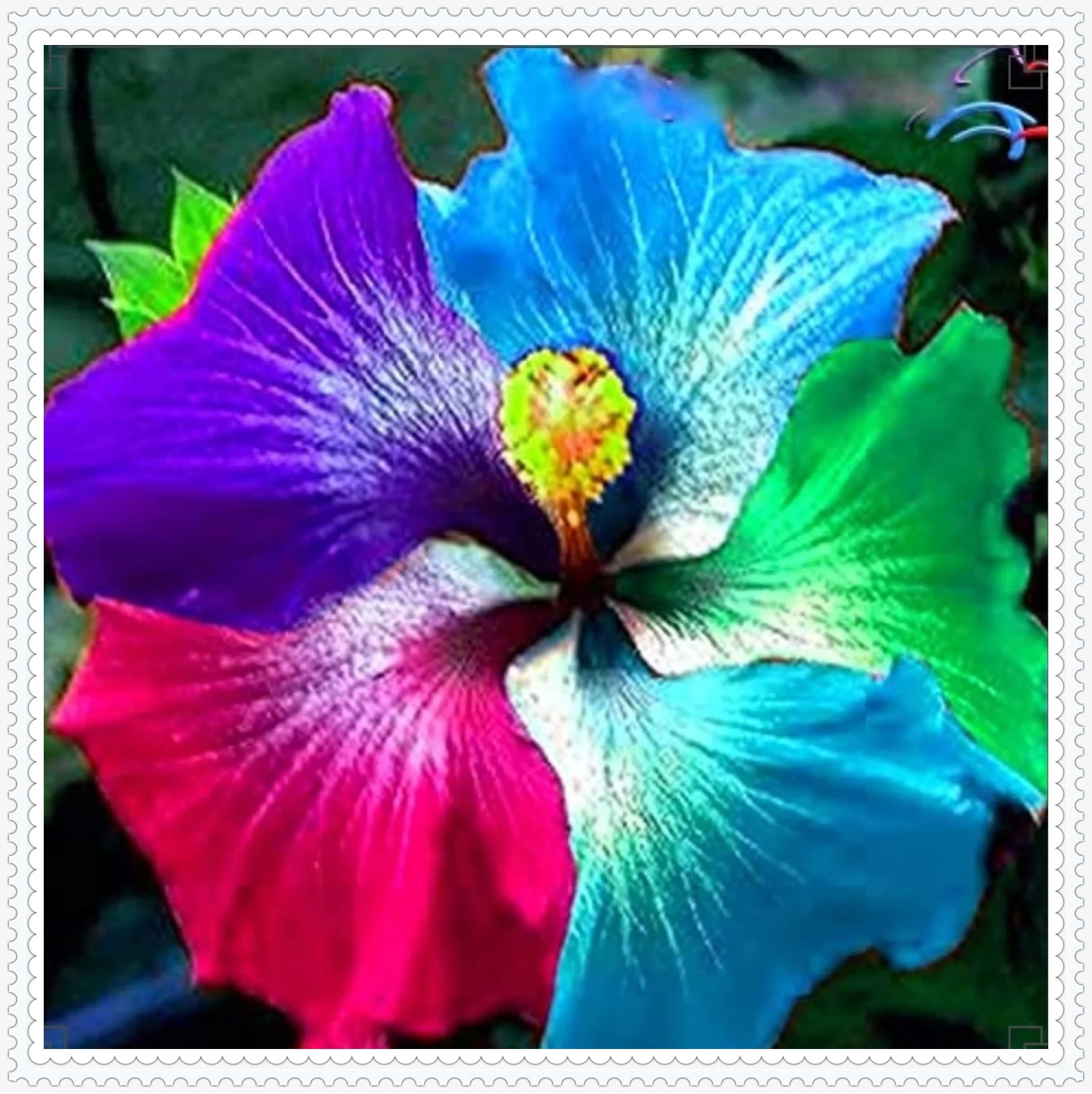 Hibiscus Planting Bulbs,Perennial Herbs,Ornamental Experience ...
