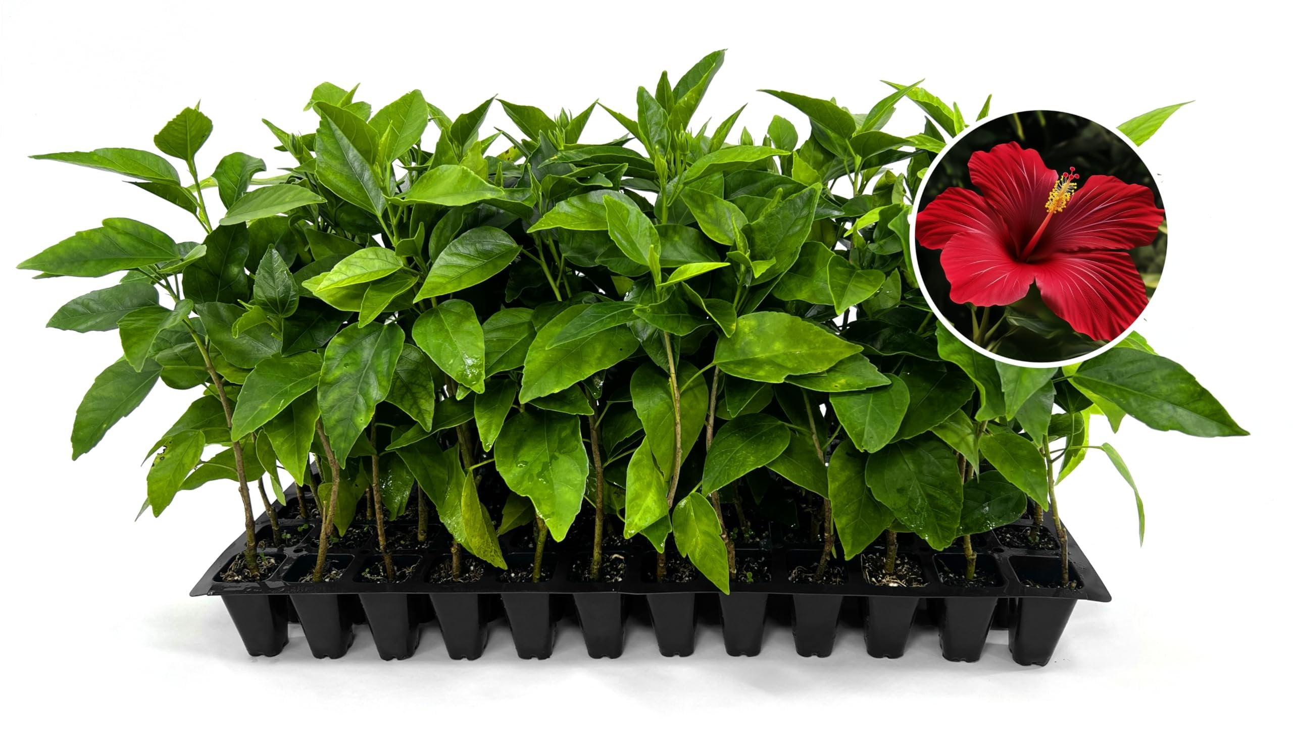 Hibiscus President Red 10 Live Plants Hibiscus Rosa-Sinensis Vibrant ...
