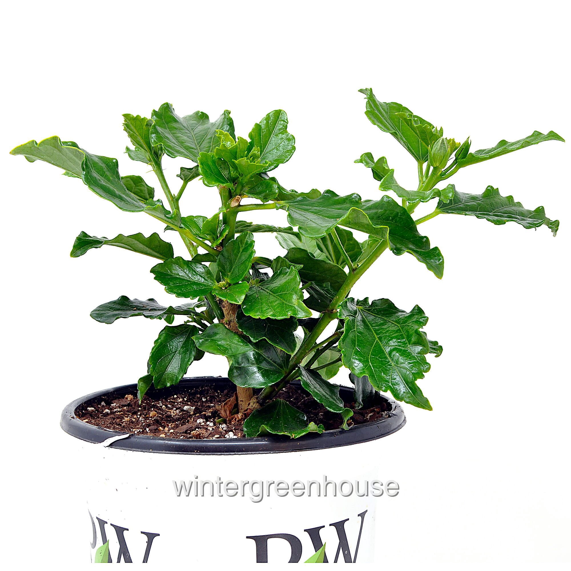 Hibiscus Rosa-sinensis, Hollywood, Disco Diva, Tropical Hibiscus - Pot ...