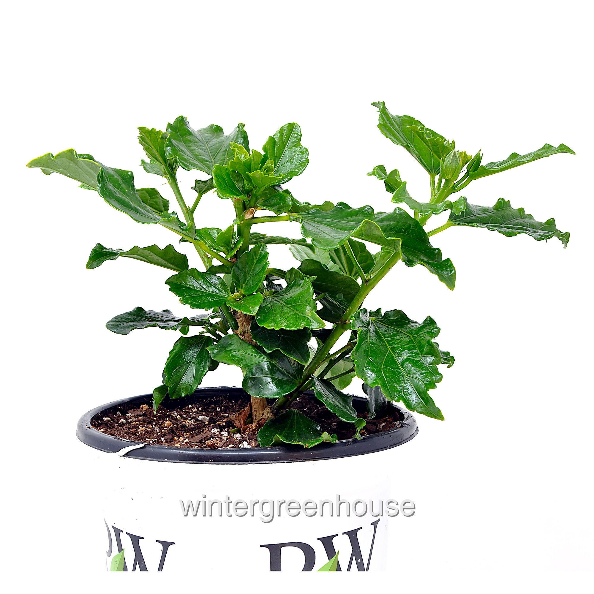 Hibiscus Rosa-sinensis, Hollywood, First To Arrive, Tropical Hibiscus ...