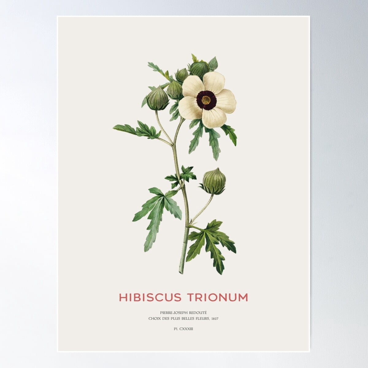 Hibiscus Trionum Or Venice Mallow Flower Poster Wall Art, Modern Wall ...