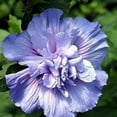 Hibiscus Syriacus Blue Chiffon Rose Of Sharon 4 Pot Live Plant Proven