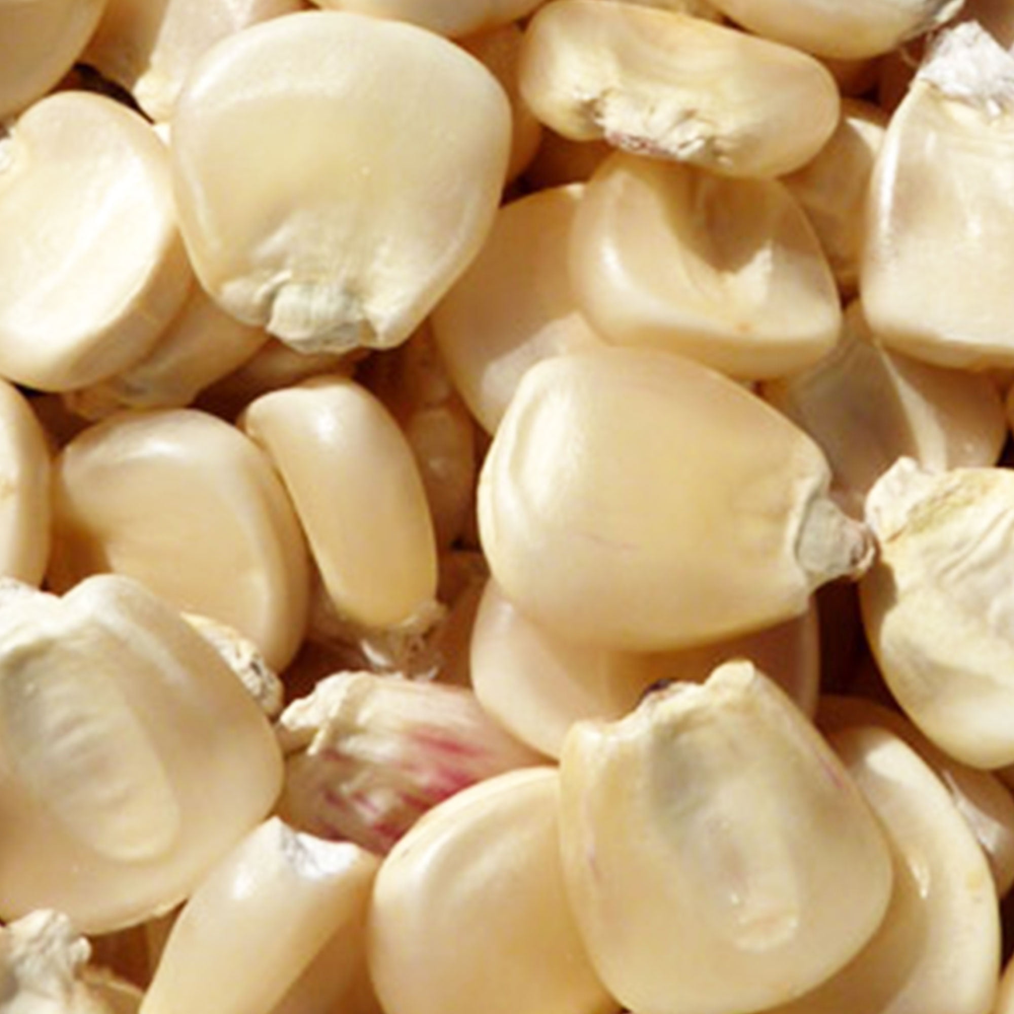 Hickory King White Corn Seeds - 1/2 OZ ~25 Seeds - Non-GMO Heirloom ...